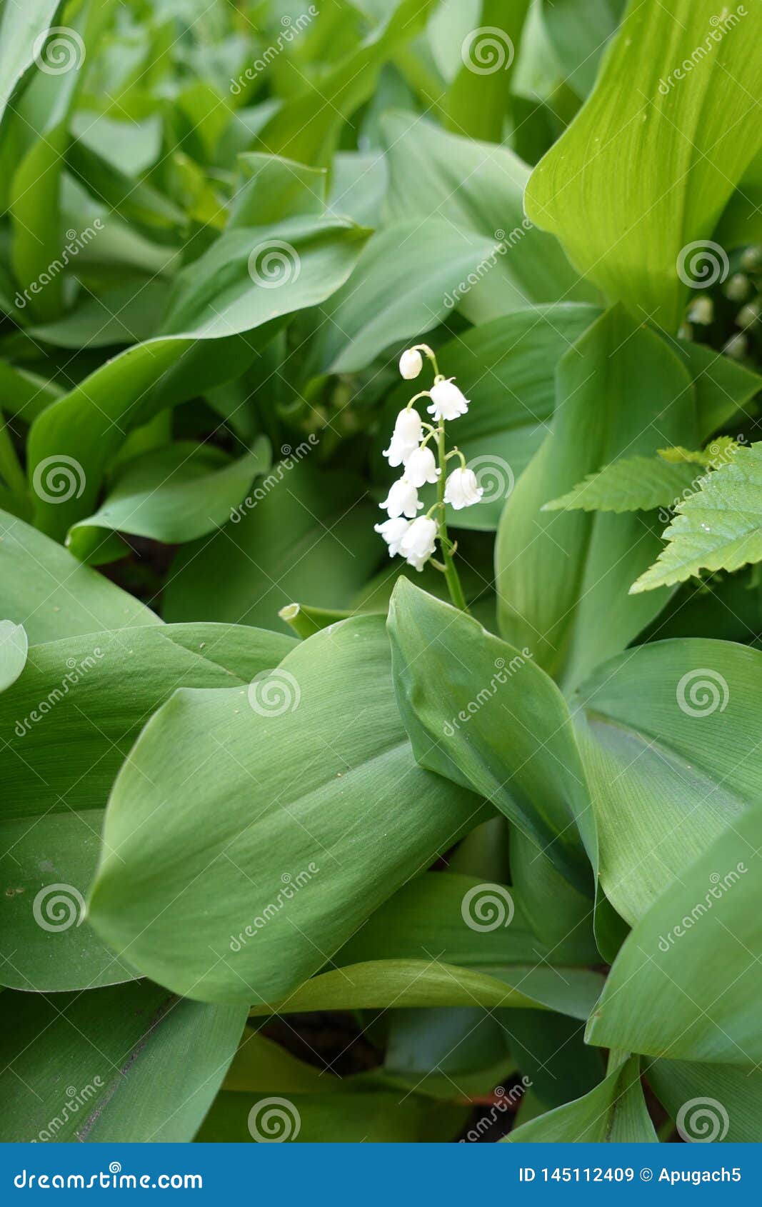 White Flowers in the Leafage of Lily of the Valley Stock Image - Image ...