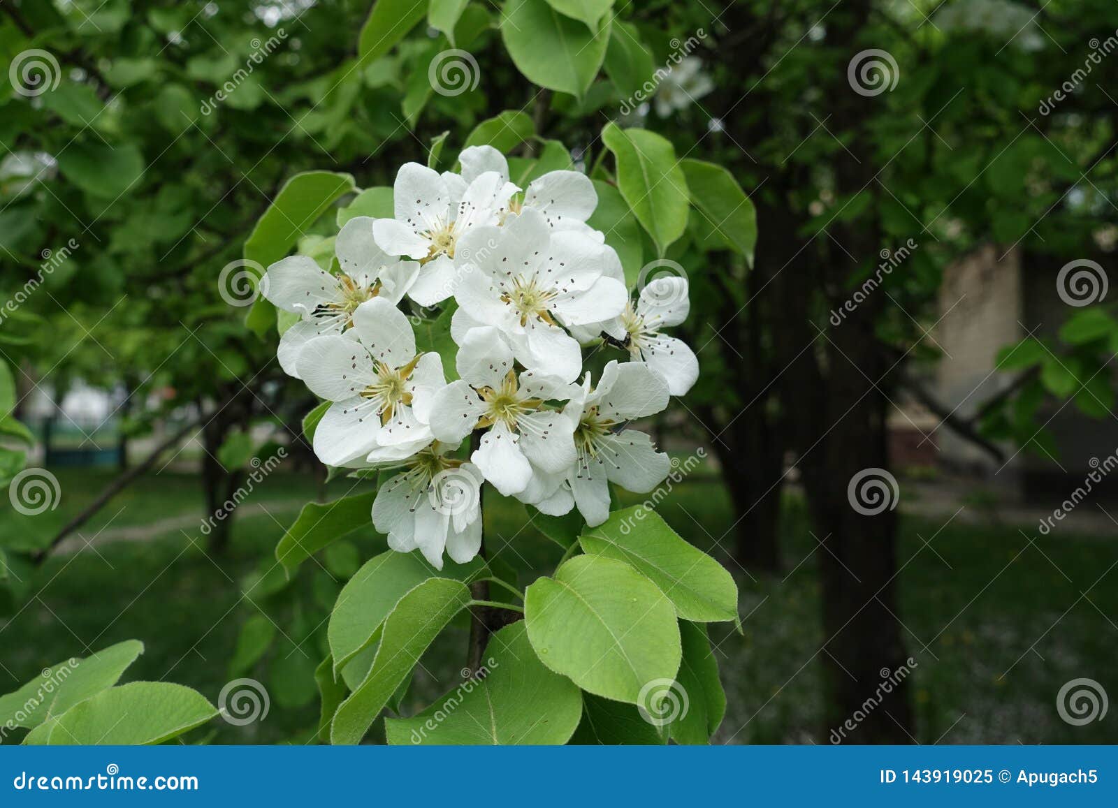 Pure White Flowers of Pear in Spring Stock Image - Image of ...