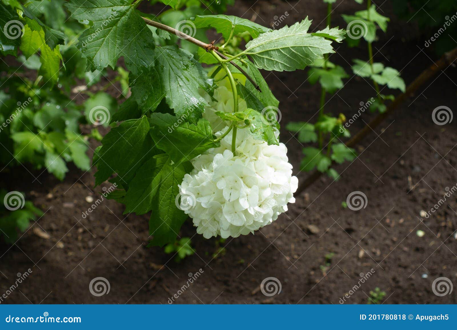 Pure White Inflorescence of Viburnum Opulus Sterile Stock Photo - Image ...
