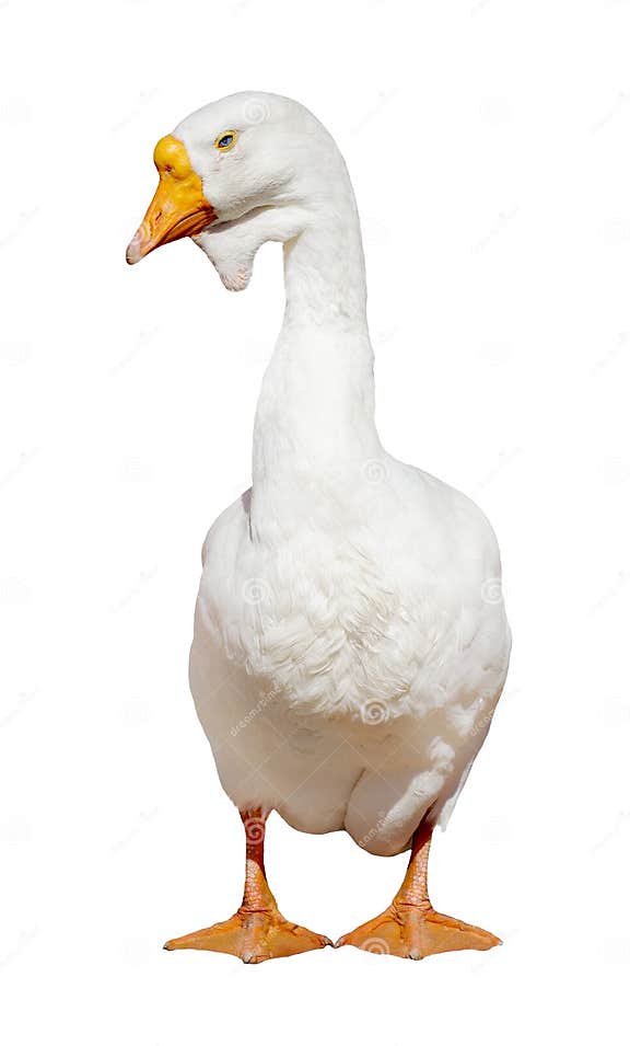 Pure white isolated goose stock photo. Image of duck - 104238794