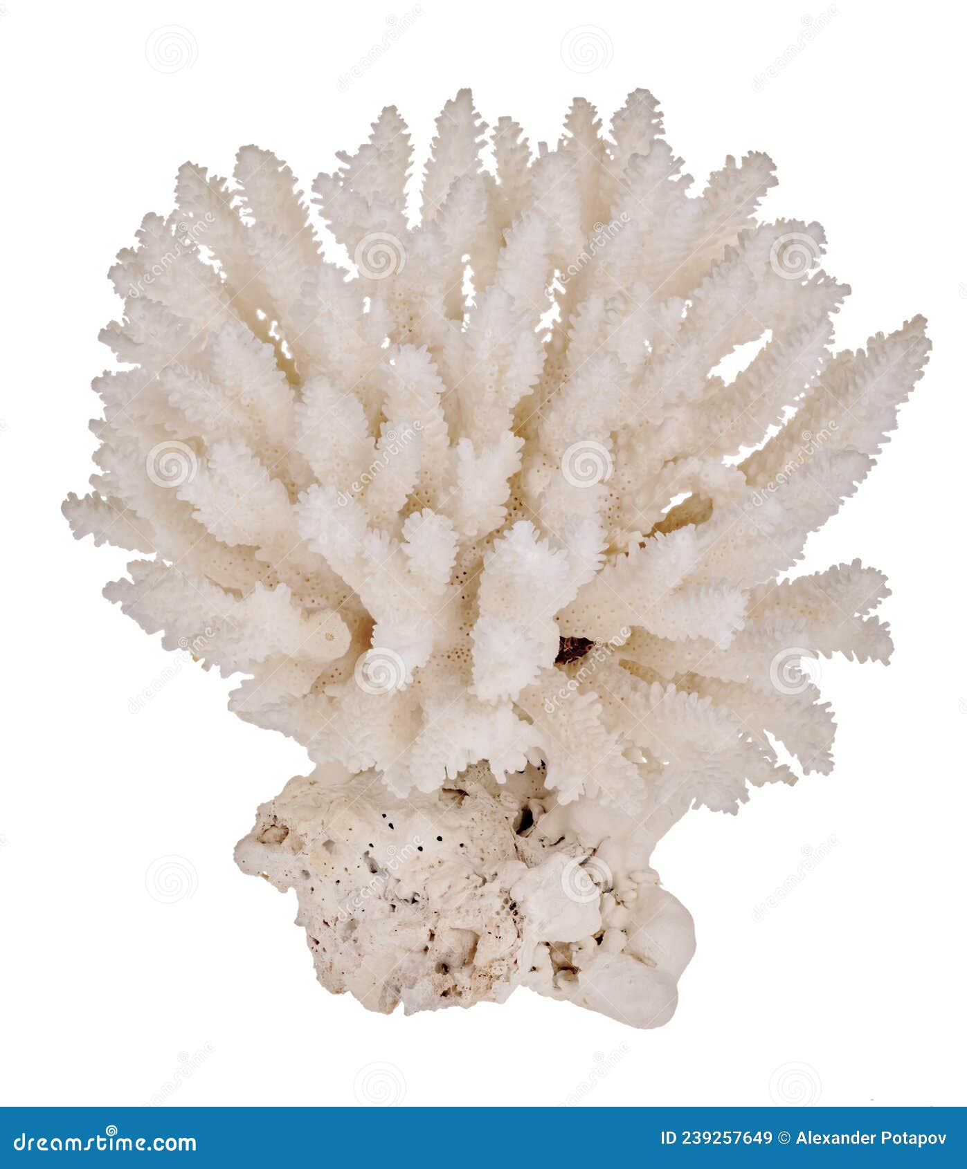 Pure White Isolated Large Coral Stock Image - Image of polyp, single ...