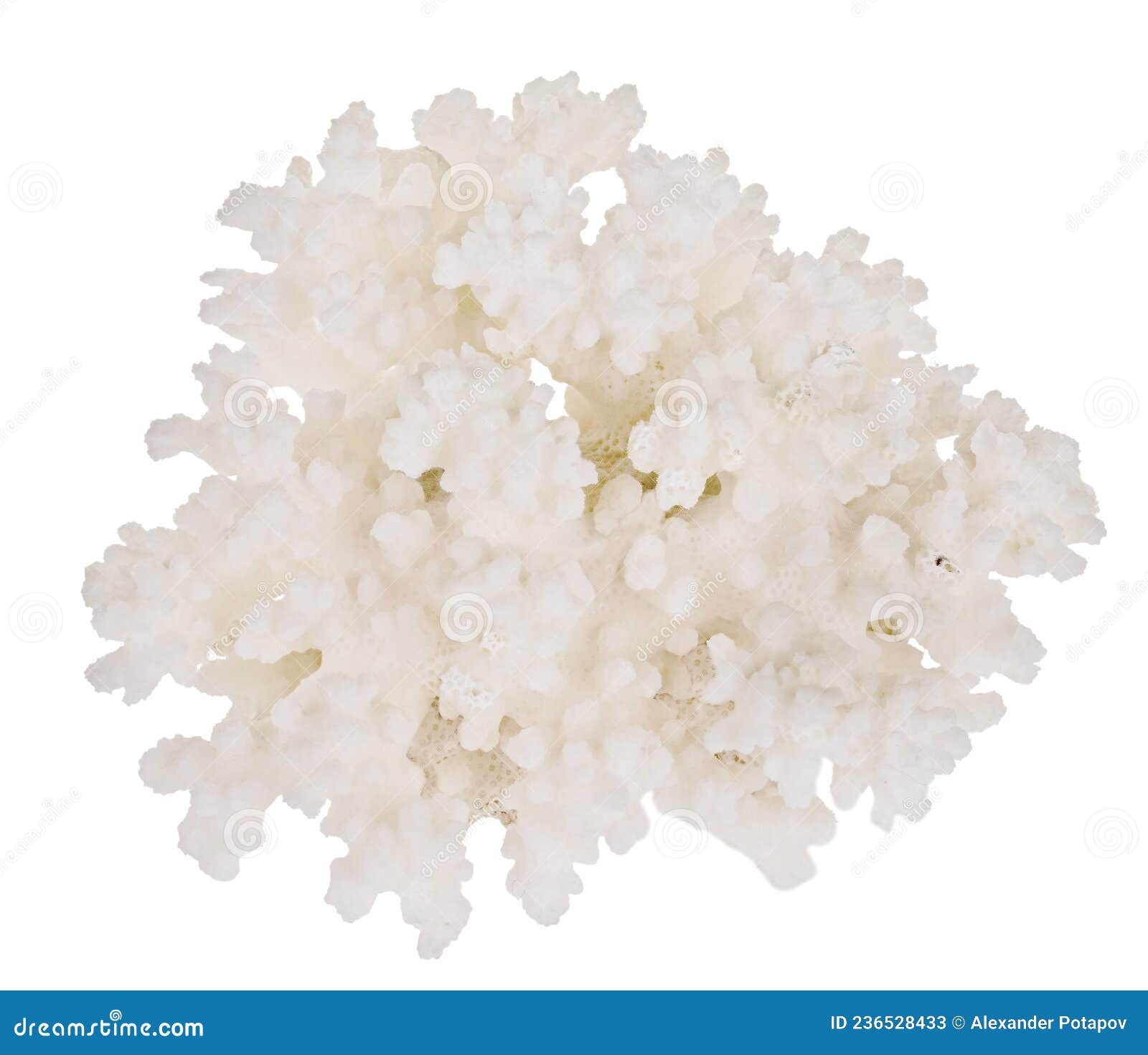 Pure White Isolated Small Polyp Stock Image - Image of isolated ...