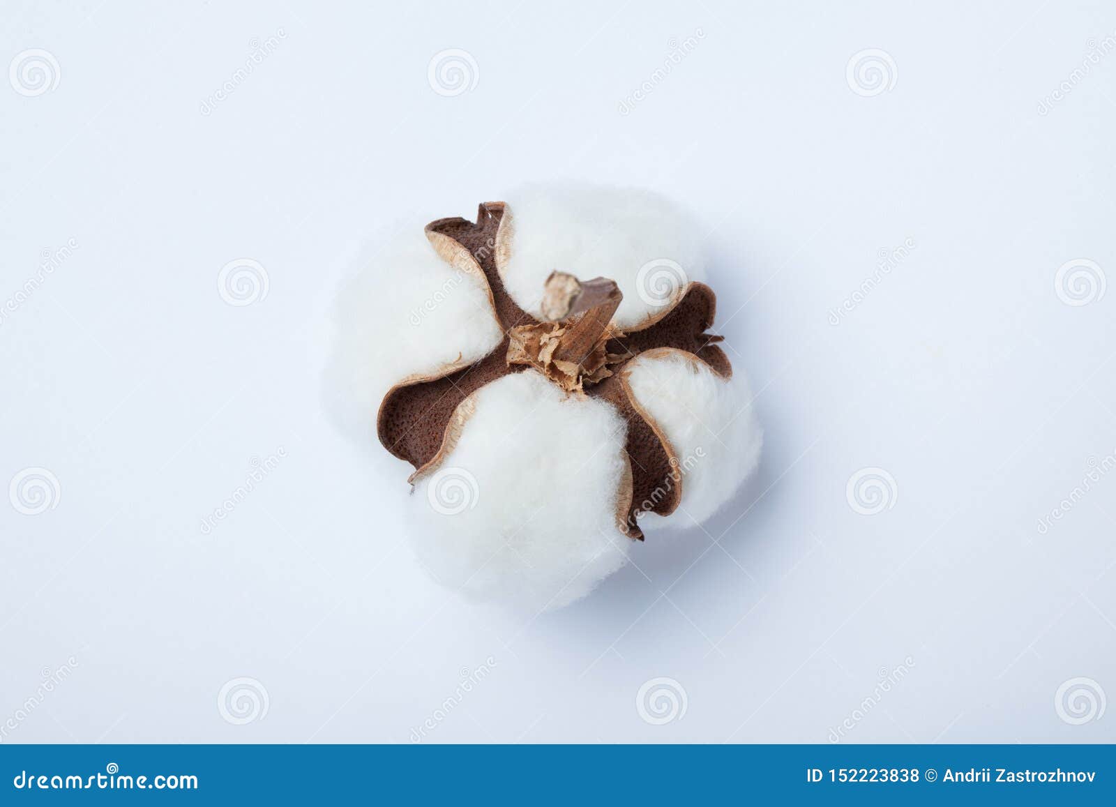 Pure White Organic Cotton, Close-up Stock Photo - Image of beige ...