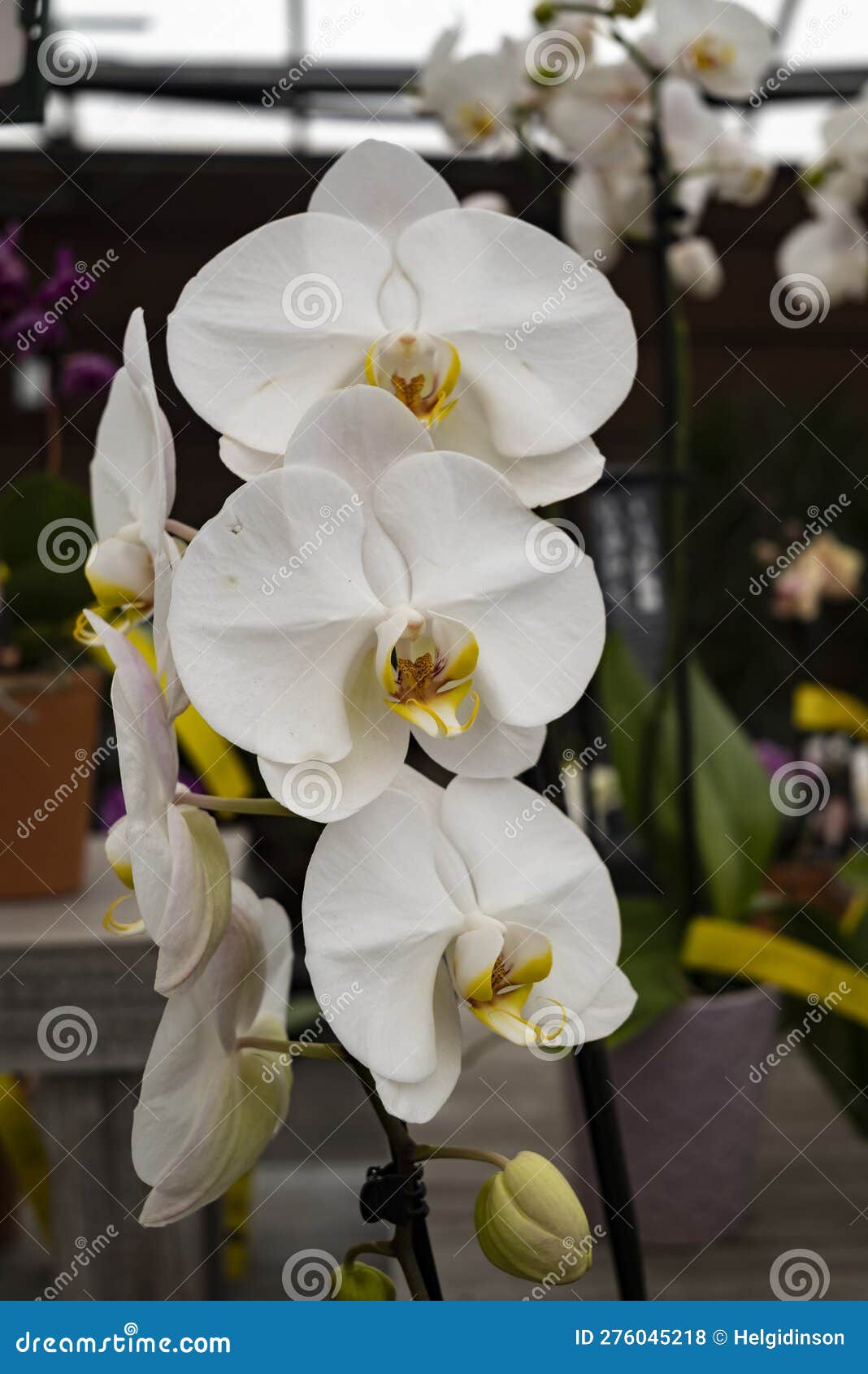 Pure White Phalaenopsis Orchid Stock Photo - Image of floral, bright ...