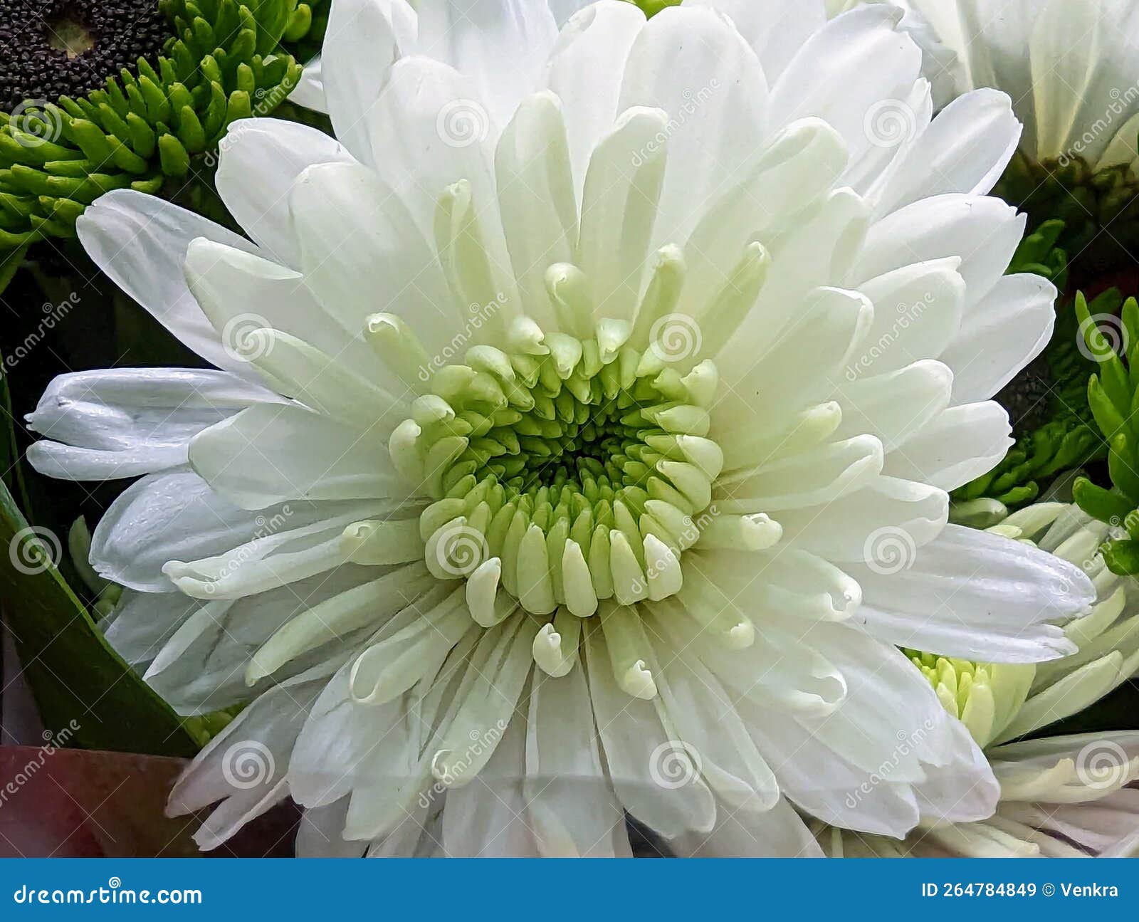 Pure White Pretty Chrysanthemum Flower Stock Image - Image of pure ... Pure White Pretty Chrysanthemum Flower Stock Image - Image of pure ...