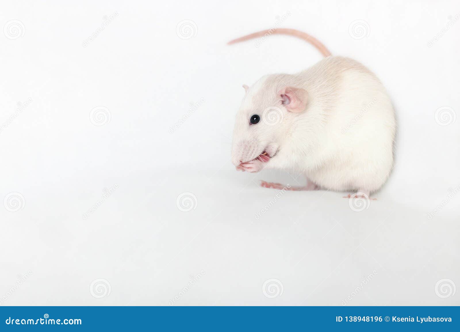 Pure White Rat Sits in the Corner and Washes Stock Photo - Image of ...