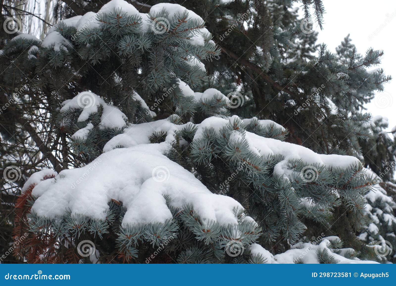 Pure White Snow on Branches of Blue Spruce in January Stock Image ...