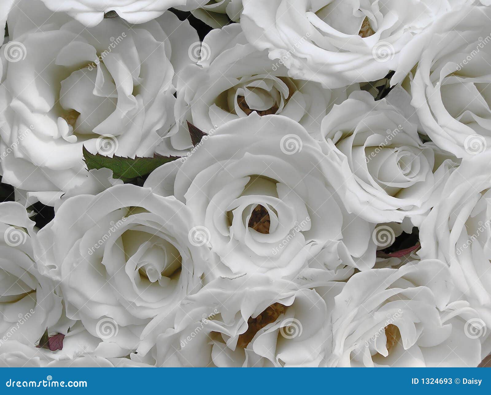Pure white wedding roses stock image. Image of clear, love - 1324693