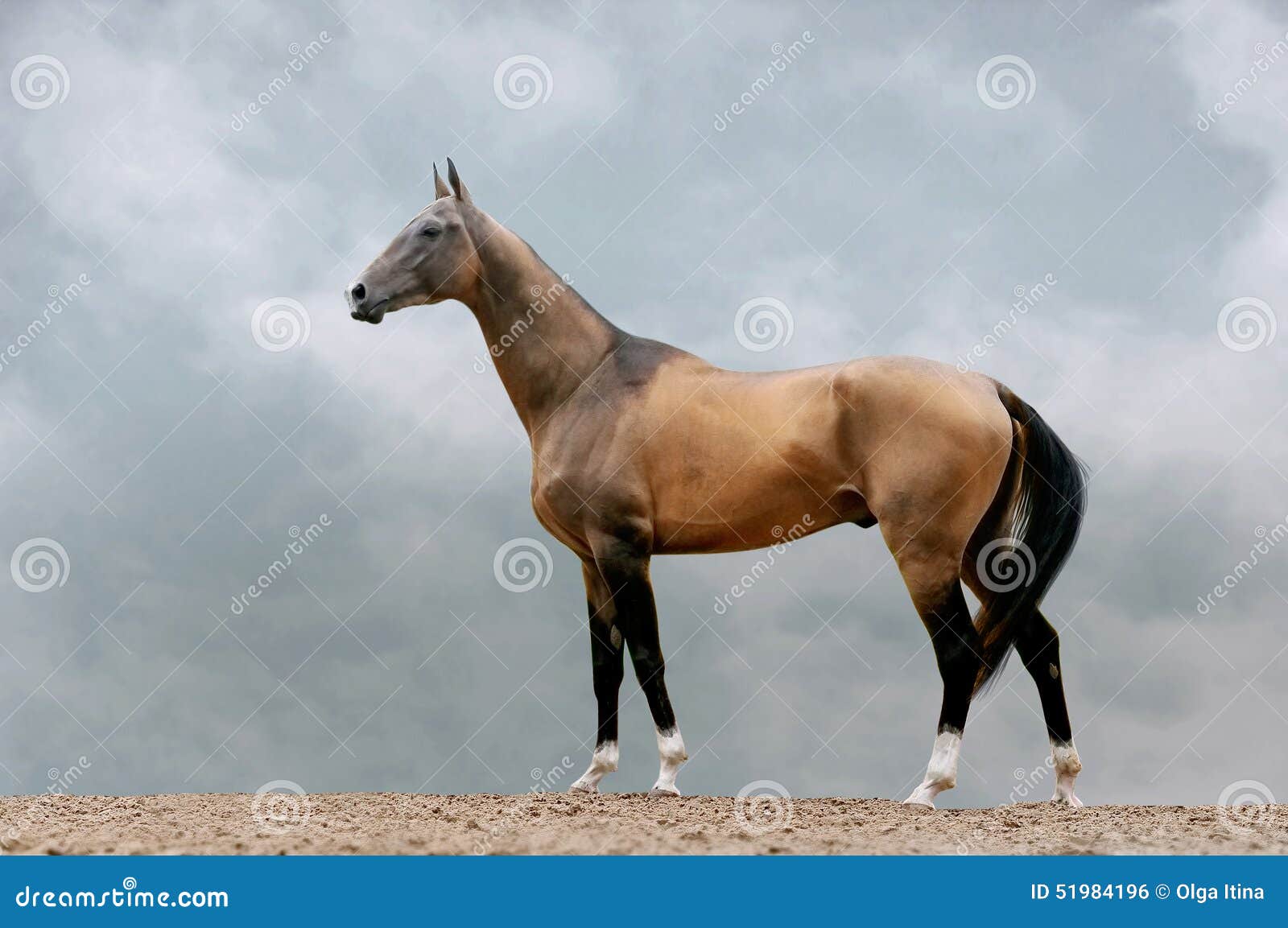 Silver Buckskin Akhal Teke