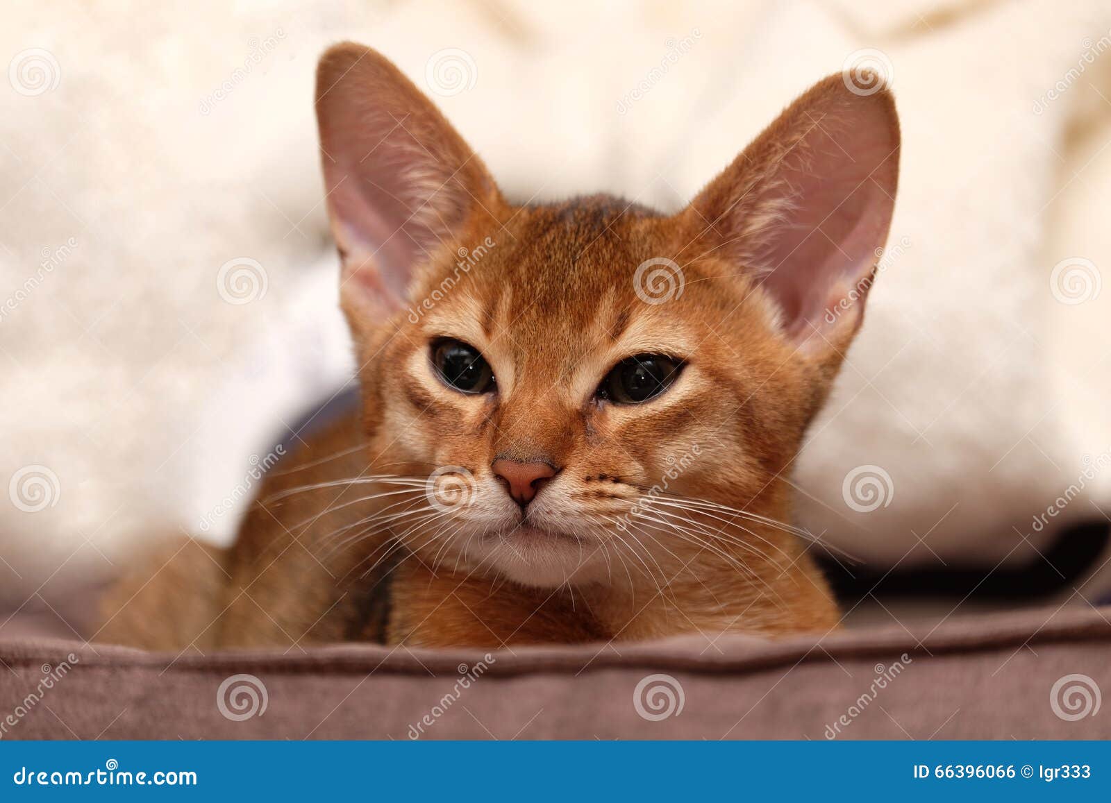 Purebred abyssinian cat stock photo. Image of closeup - 66396066