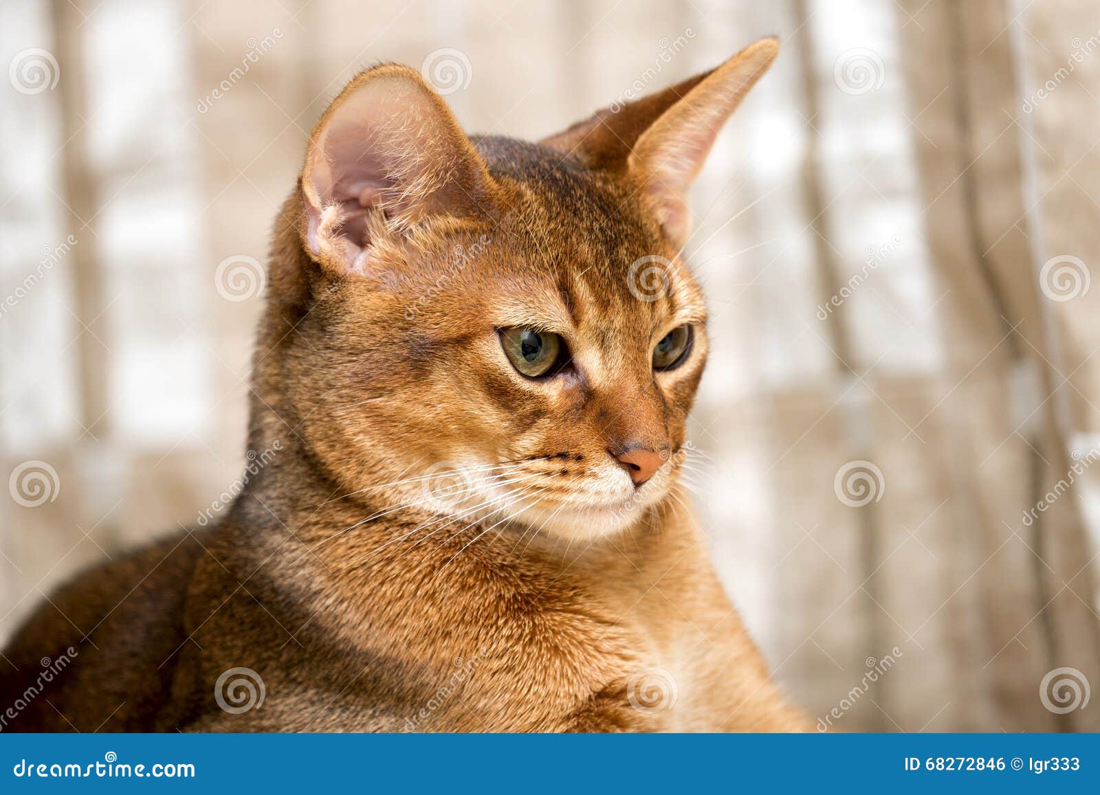 Purebred abyssinian cat stock photo. Image of animal - 68272846