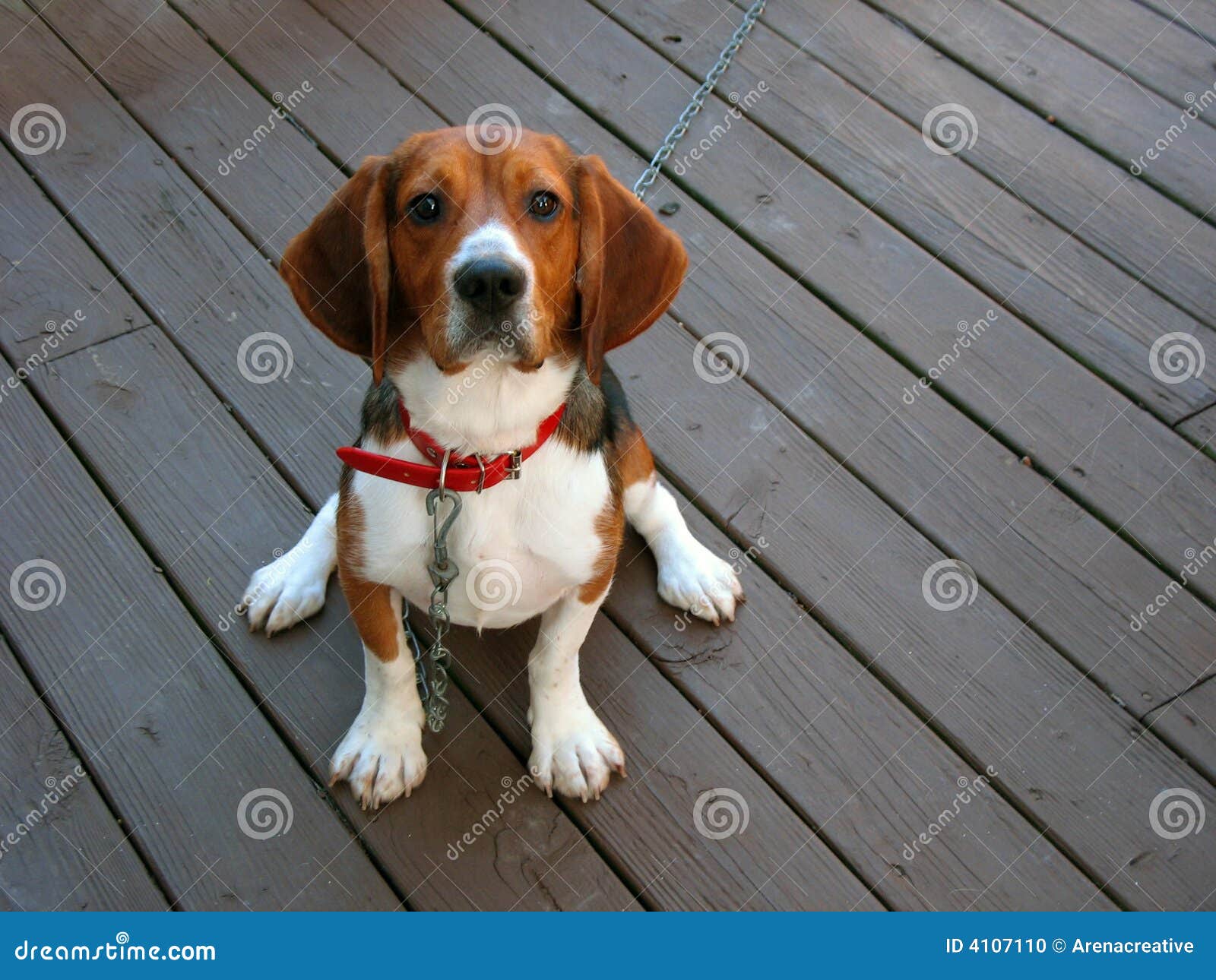 Purebred beagle stock photo. Image of chain, collar, ground - 4107110