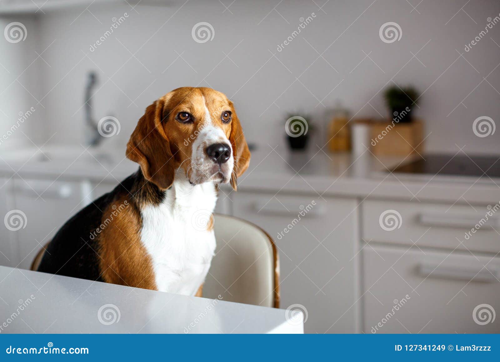Purebred beagle dog stock image. Image of canine, nose - 127341249