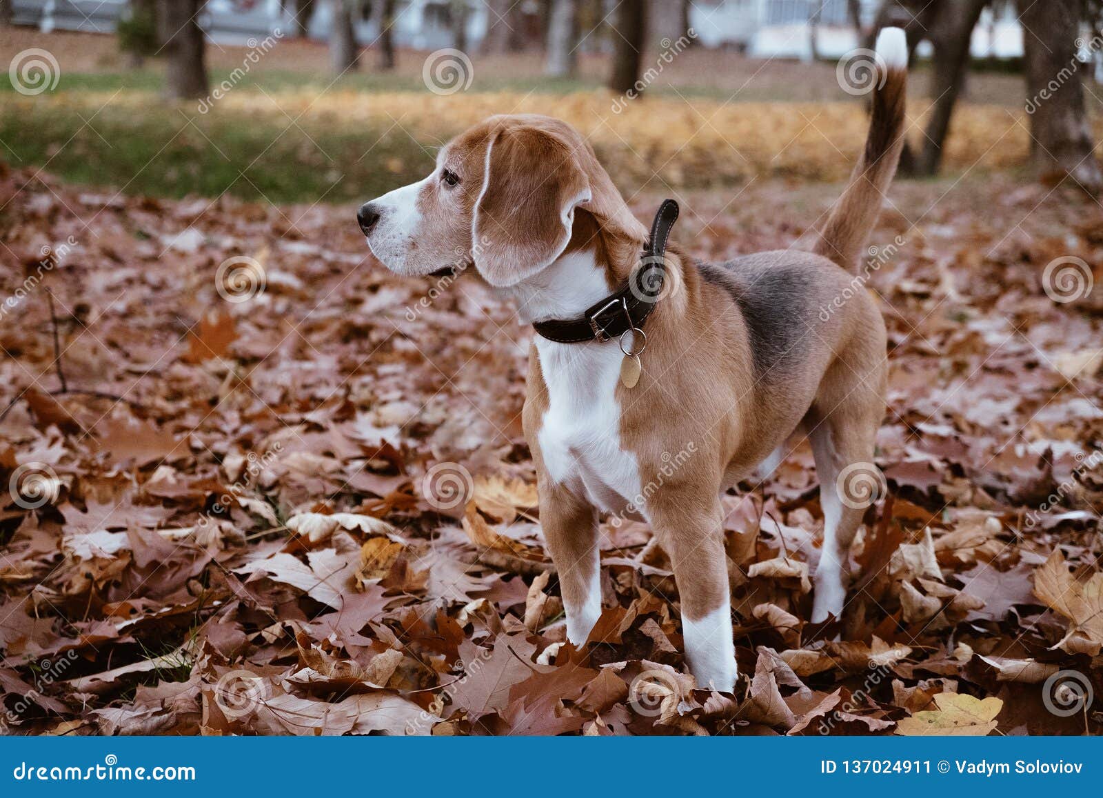 Purebred Beagle Portrait with Autumn Park Background Stock Image ...