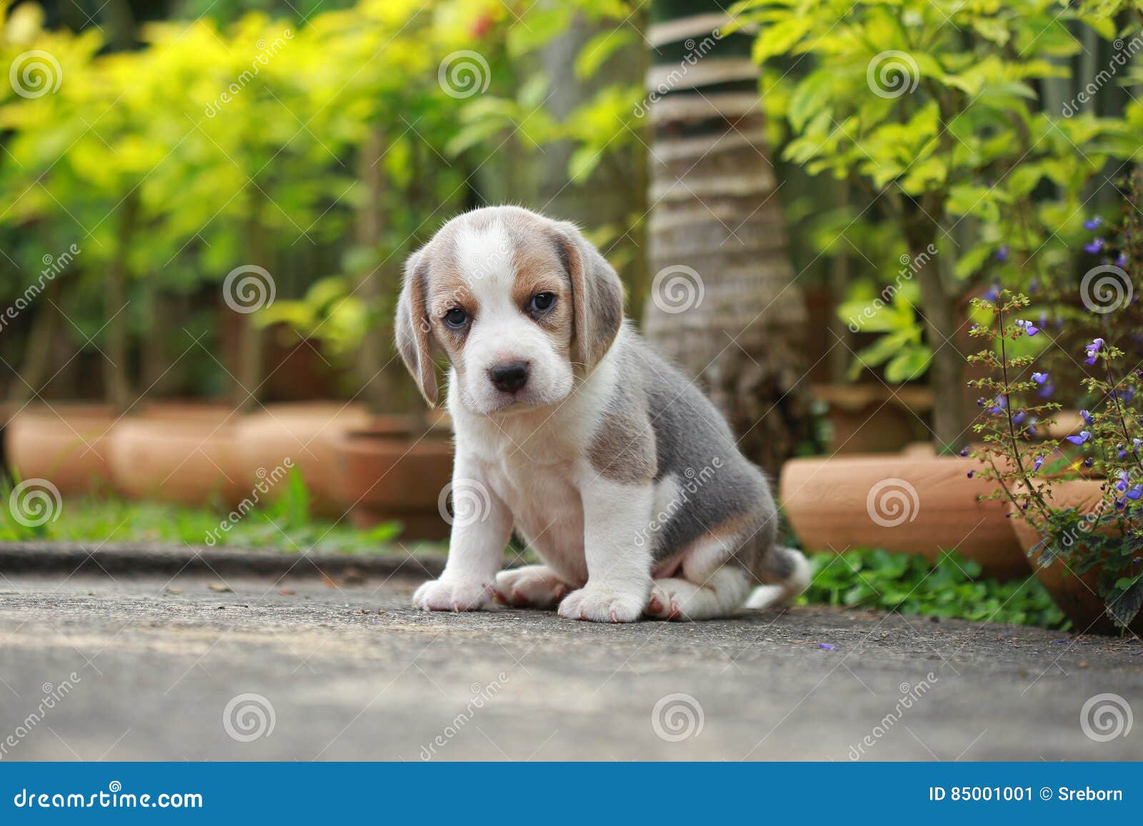Purebred Beagle Puppy is Learning the World Stock Image - Image of ...