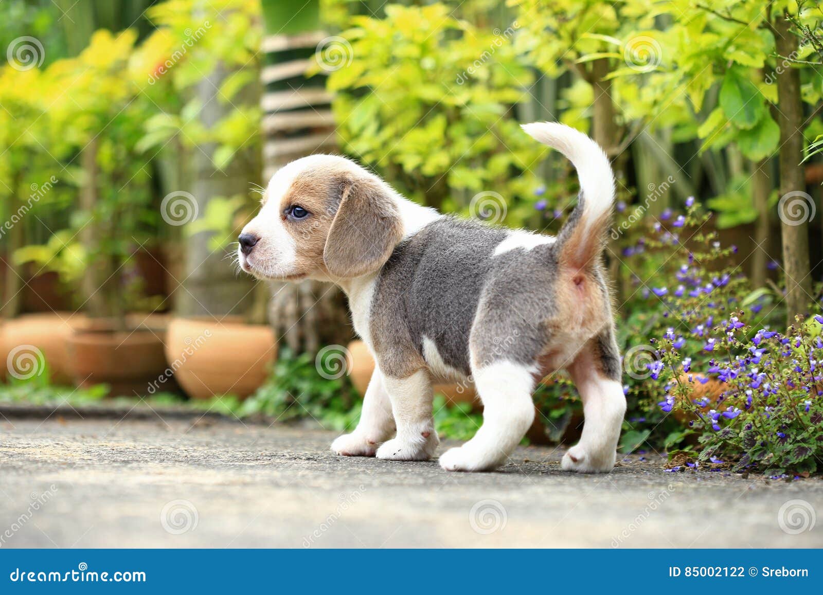 Purebred Beagle Puppy is Learning the World Stock Photo - Image of ...