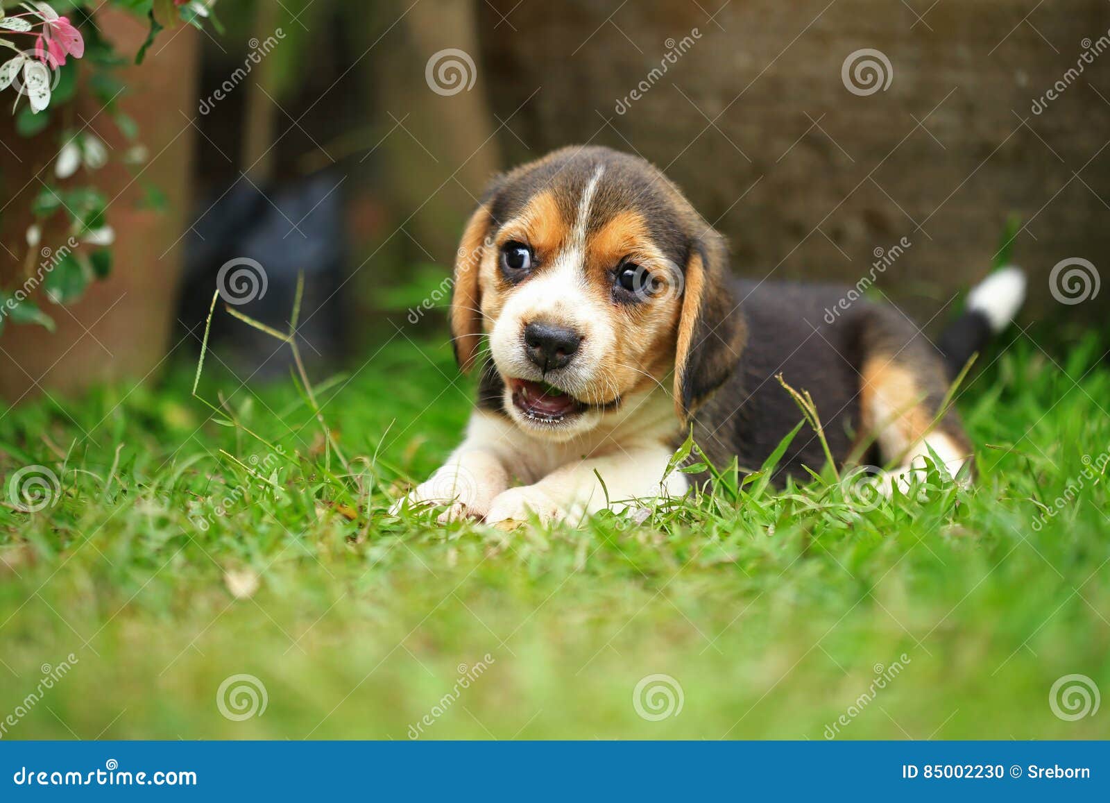 Purebred Beagle Puppy is Learning the World Stock Photo - Image of ...