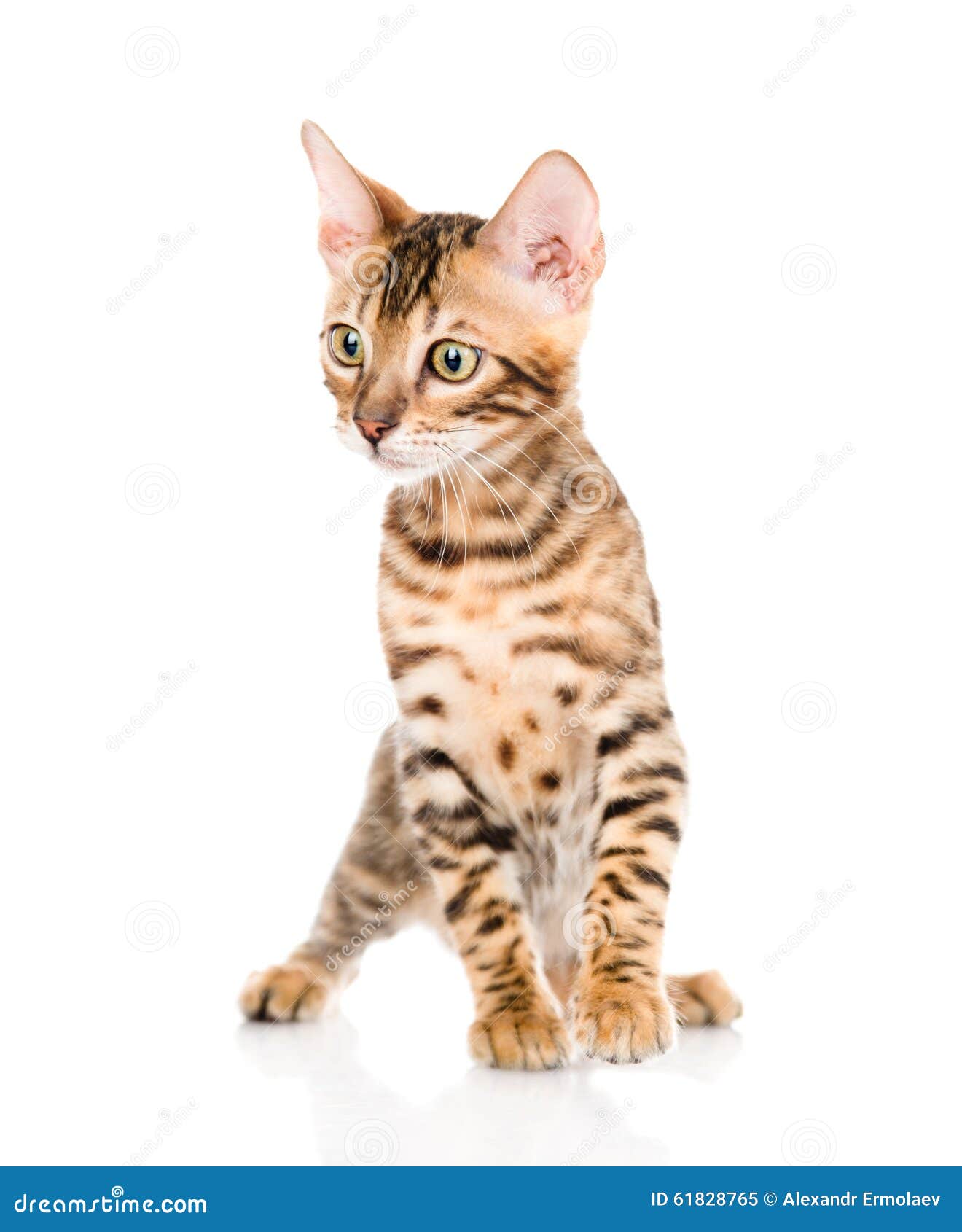 Purebred Bengal Kitten Standing in Front on White Stock Image - Image ...