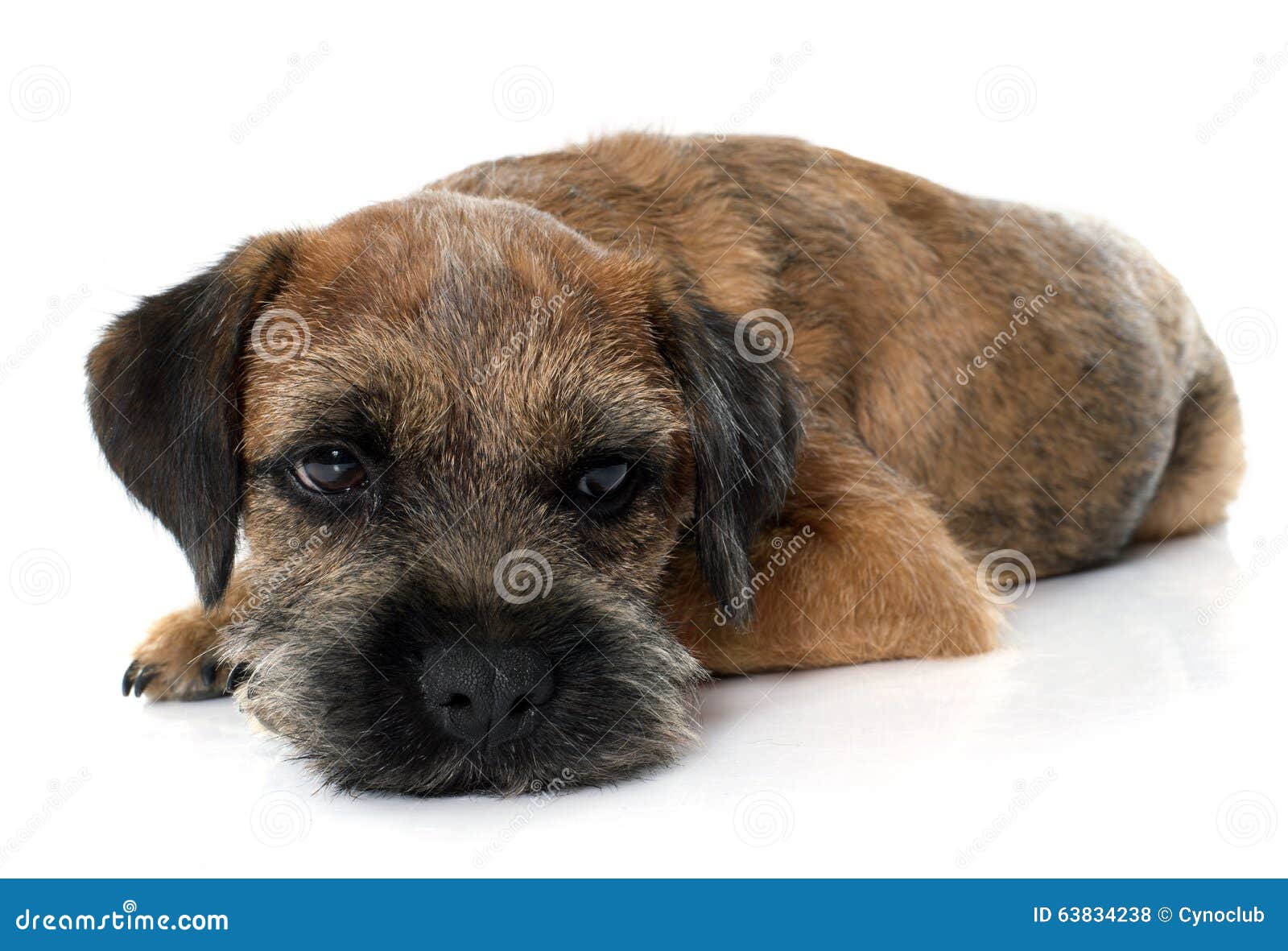 Purebred border terrier stock photo. Image of young, isolated - 63834238