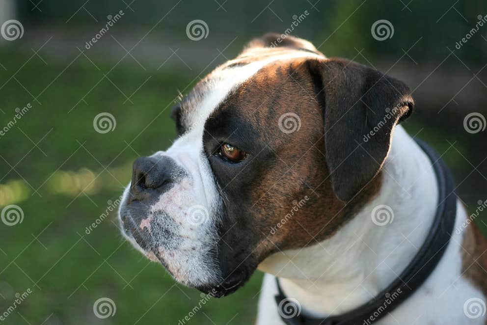 Purebred Boxer stock photo. Image of white, canine, ears - 1066370