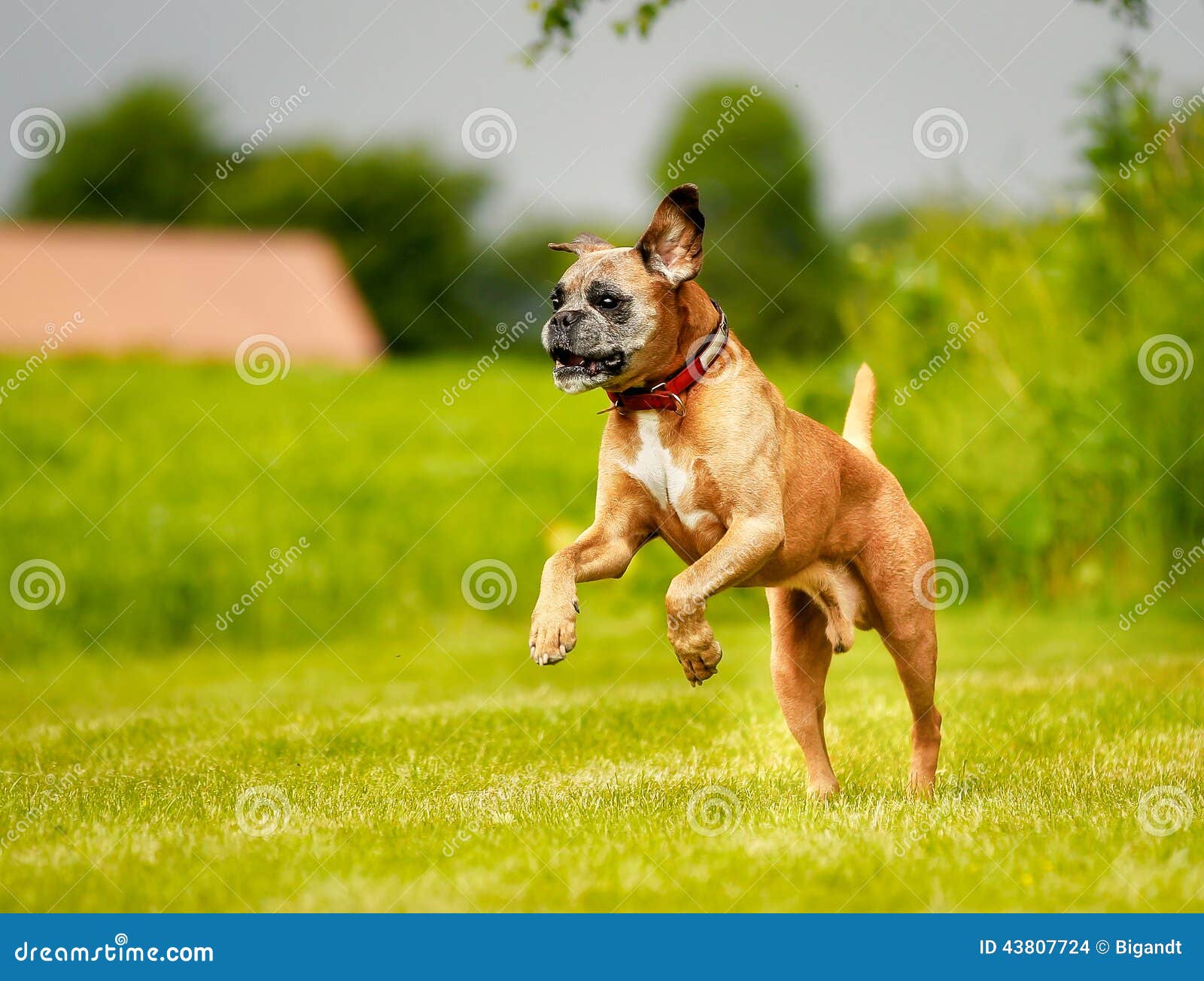 Purebred Boxer dog stock photo. Image of purebred, loyal - 43807724