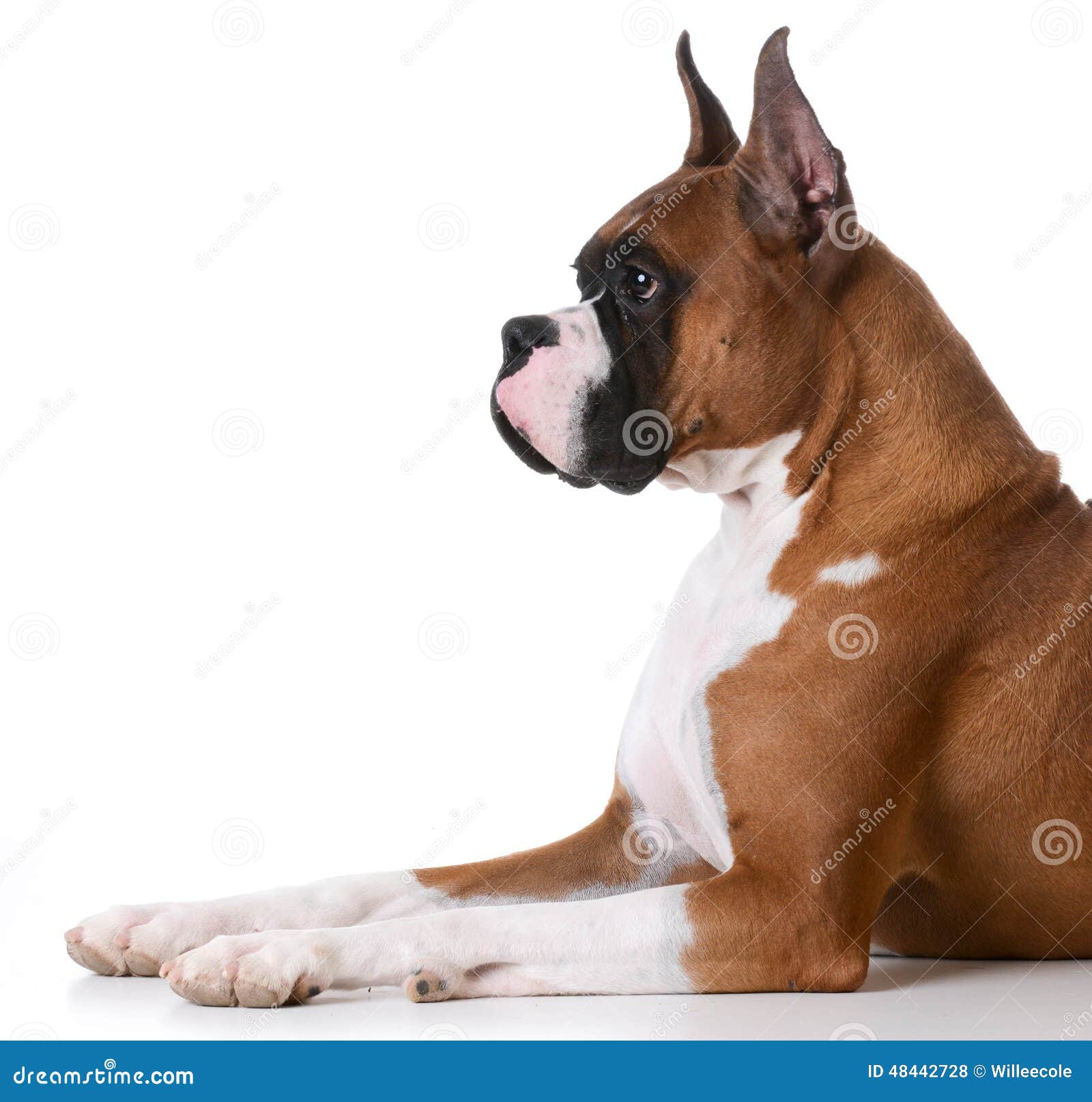 Purebred boxer stock photo. Image of head, purebred, breed - 48442728