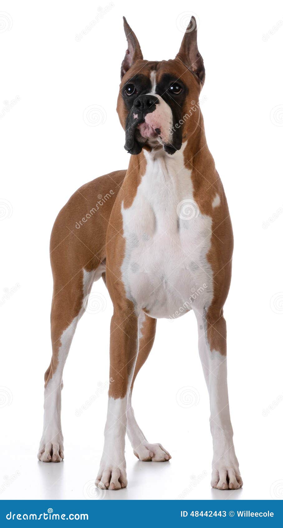 Purebred boxer stock image. Image of breed, pedigree - 48442443