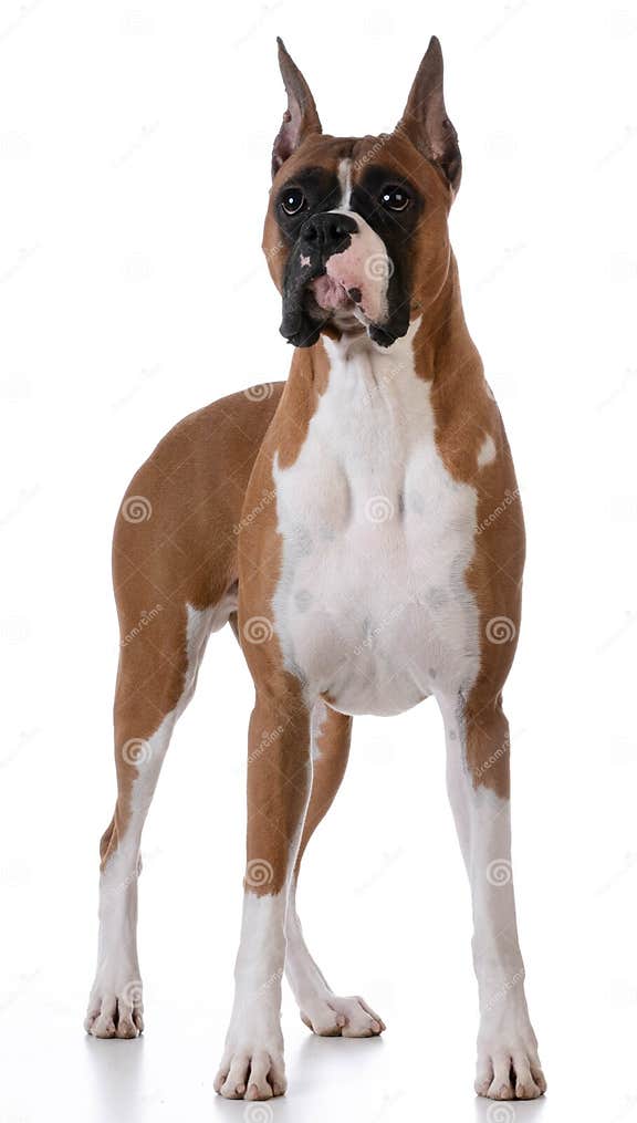 Purebred boxer stock image. Image of breed, pedigree - 48442443