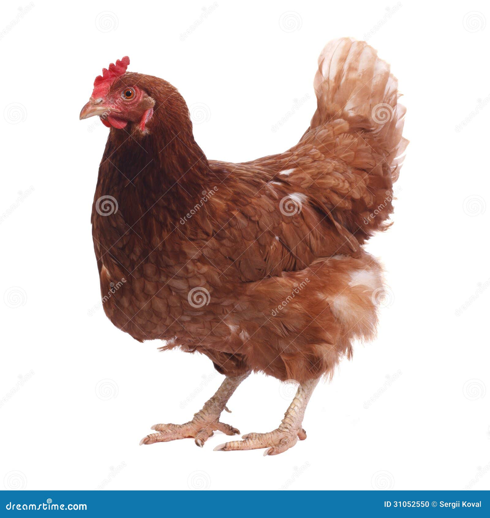 Chicken White Background