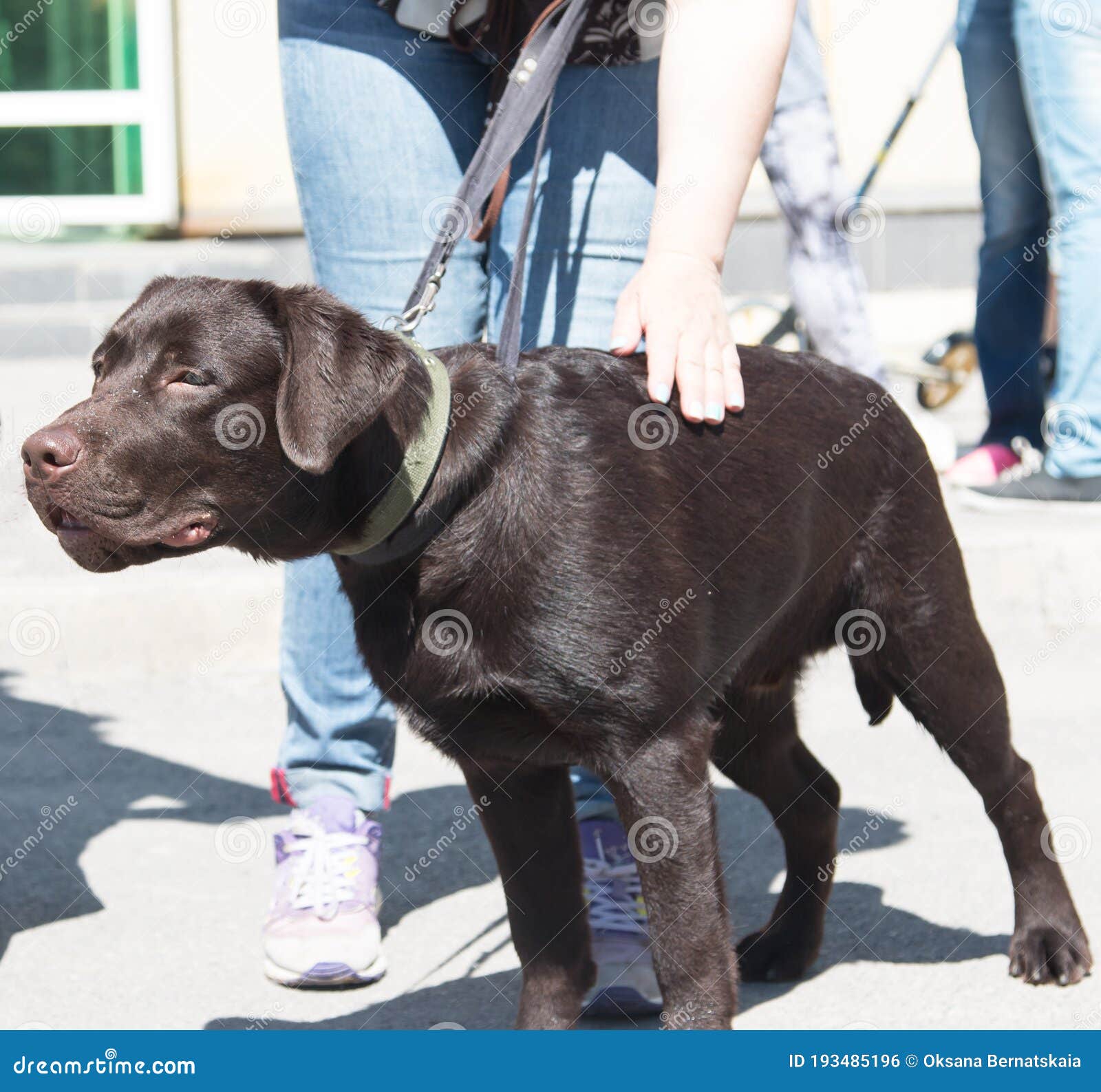 Purebred Brown Dog on a Walk Stock Photo - Image of dark, light: 193485196