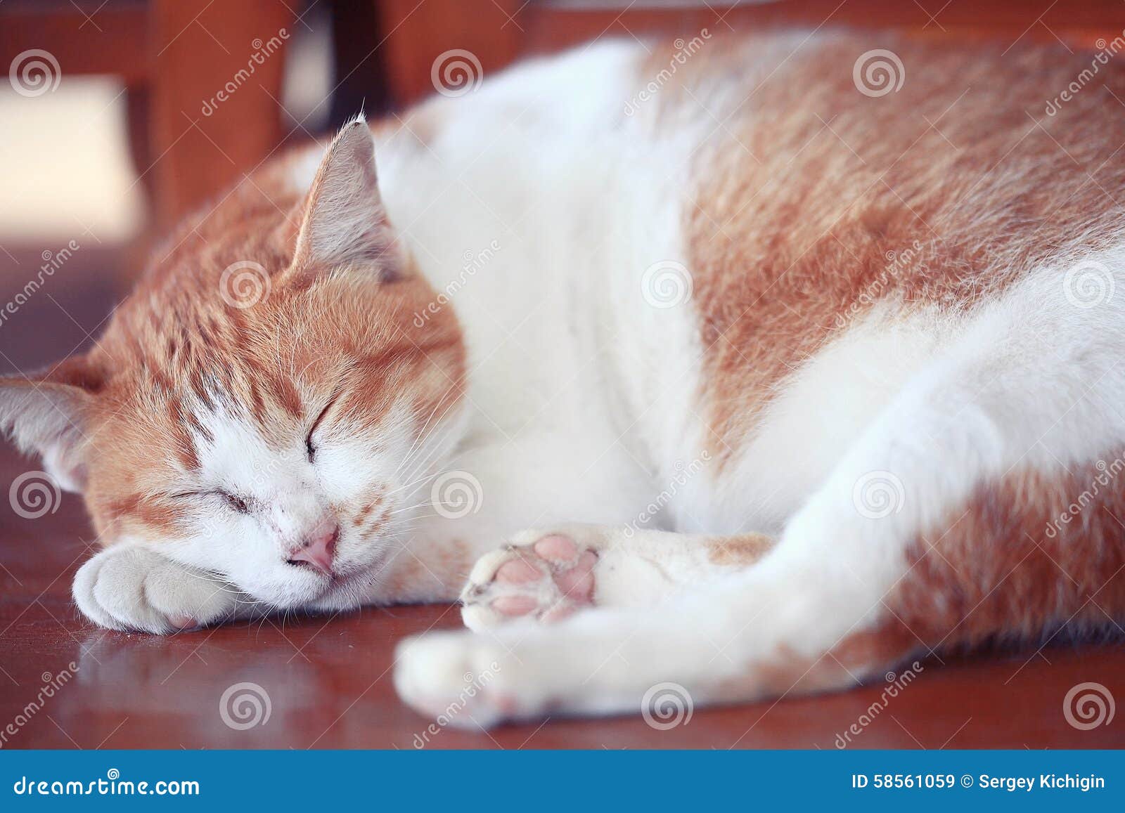 Purebred cat stock image. Image of pedigree, lying, orange - 58561059