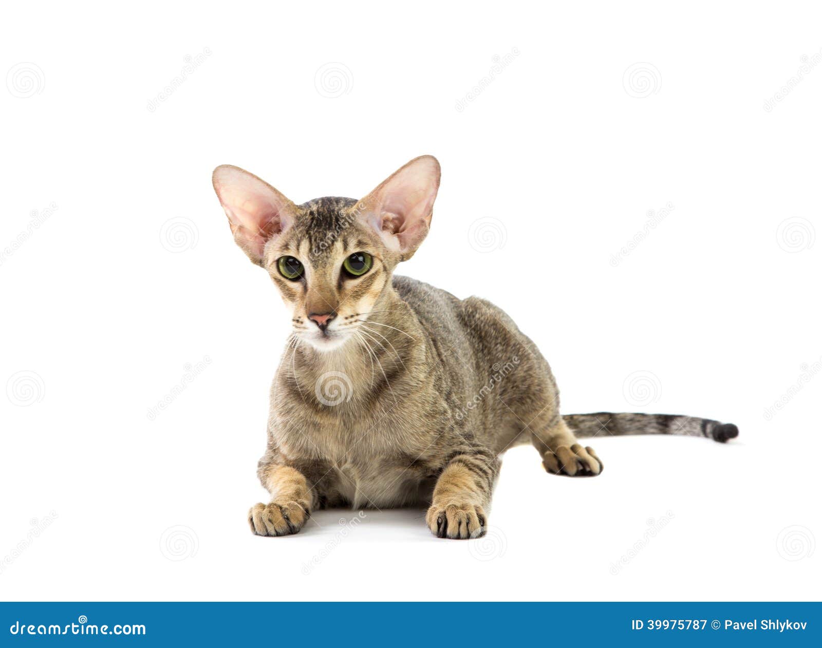 Purebred Cute Siamese Cat Lying Stock Photos - Download 555 Royalty ...