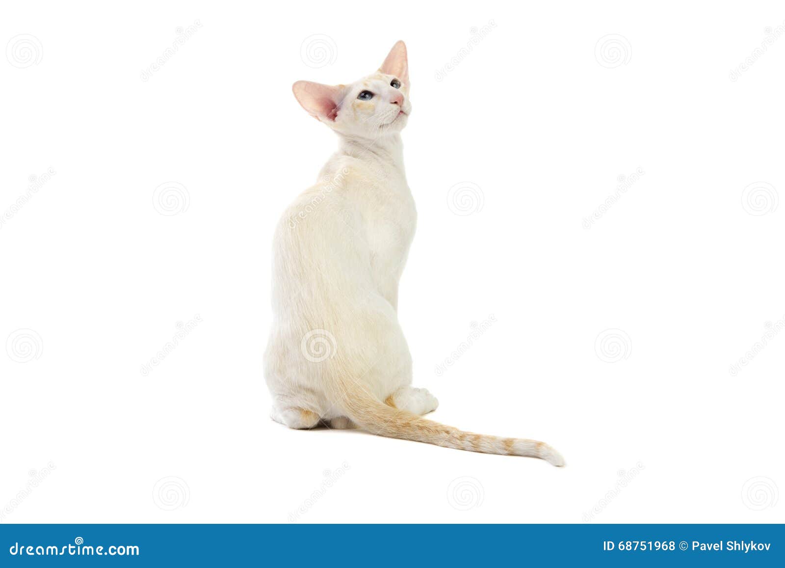 Purebred Cute Siamese Cat Studio Shot Stock Photo - Image of adorable ...