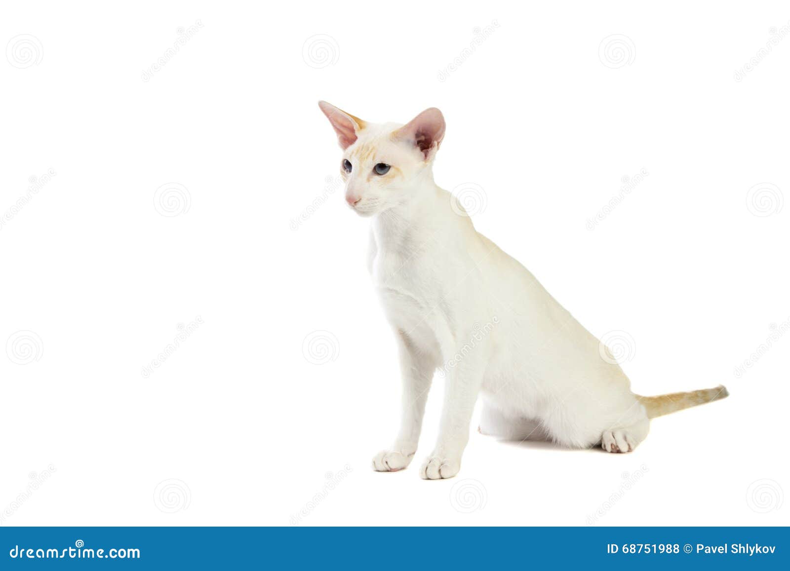 Purebred Cute Siamese Cat Studio Shot Stock Photo - Image of interested ...