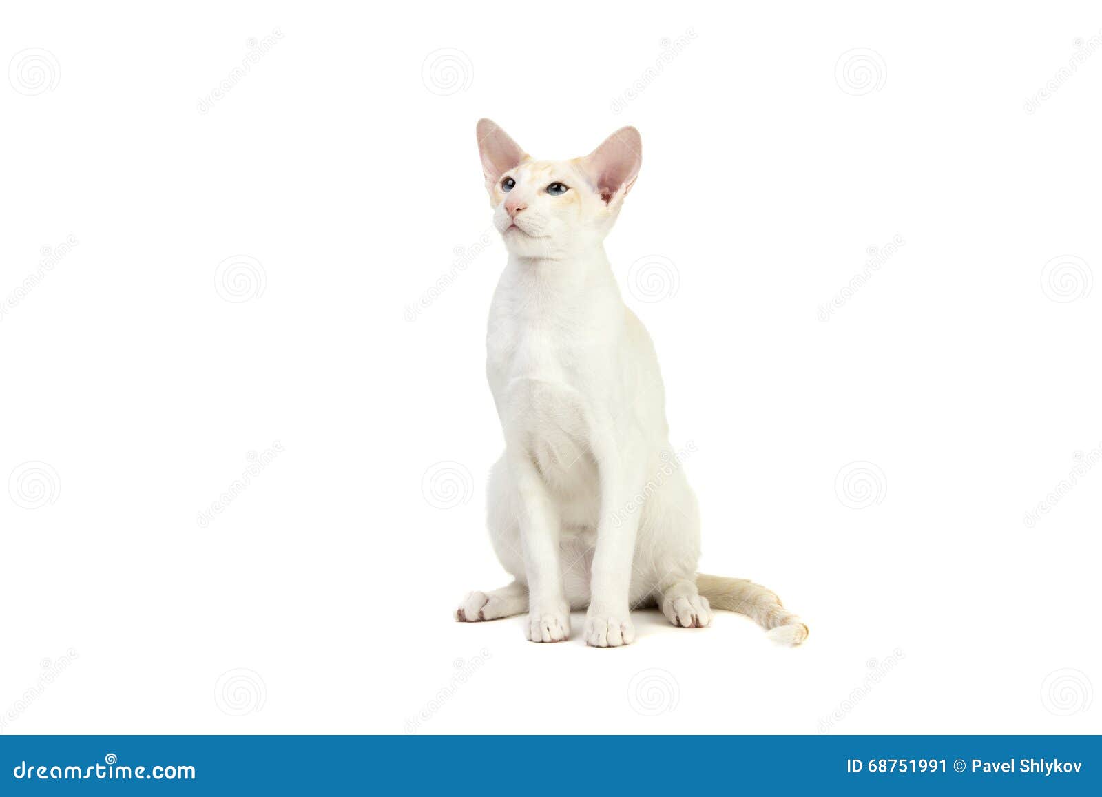 Purebred Cute Siamese Cat Studio Shot Stock Image - Image of isolated ...
