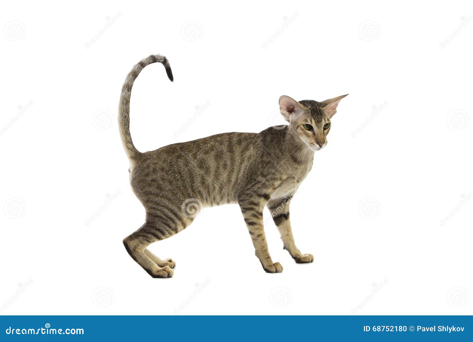 Purebred Cute Siamese Cat Studio Shot Stock Photo - Image of animal ...