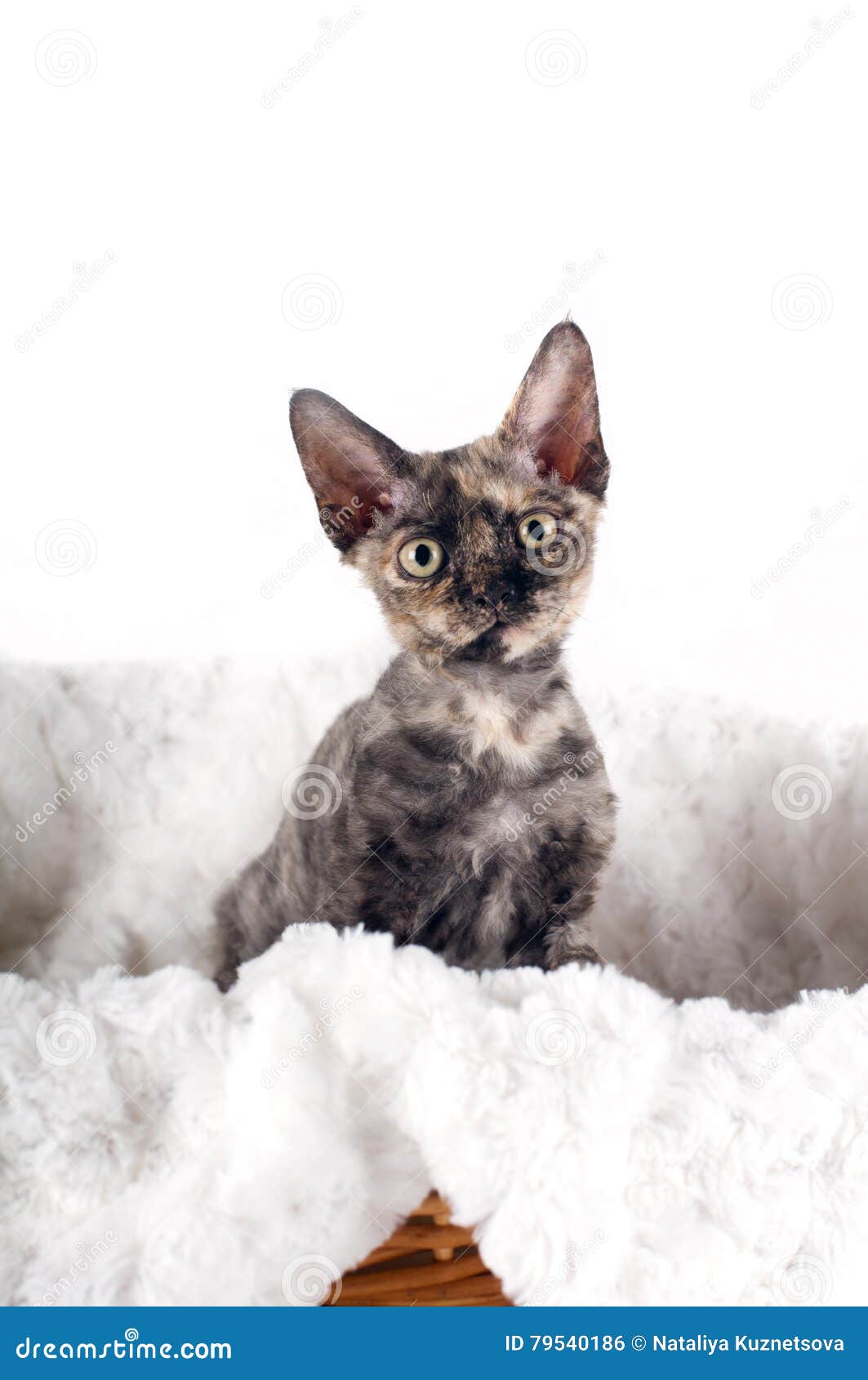Purebred devon rex kitten stock photo. Image of feline - 79540186