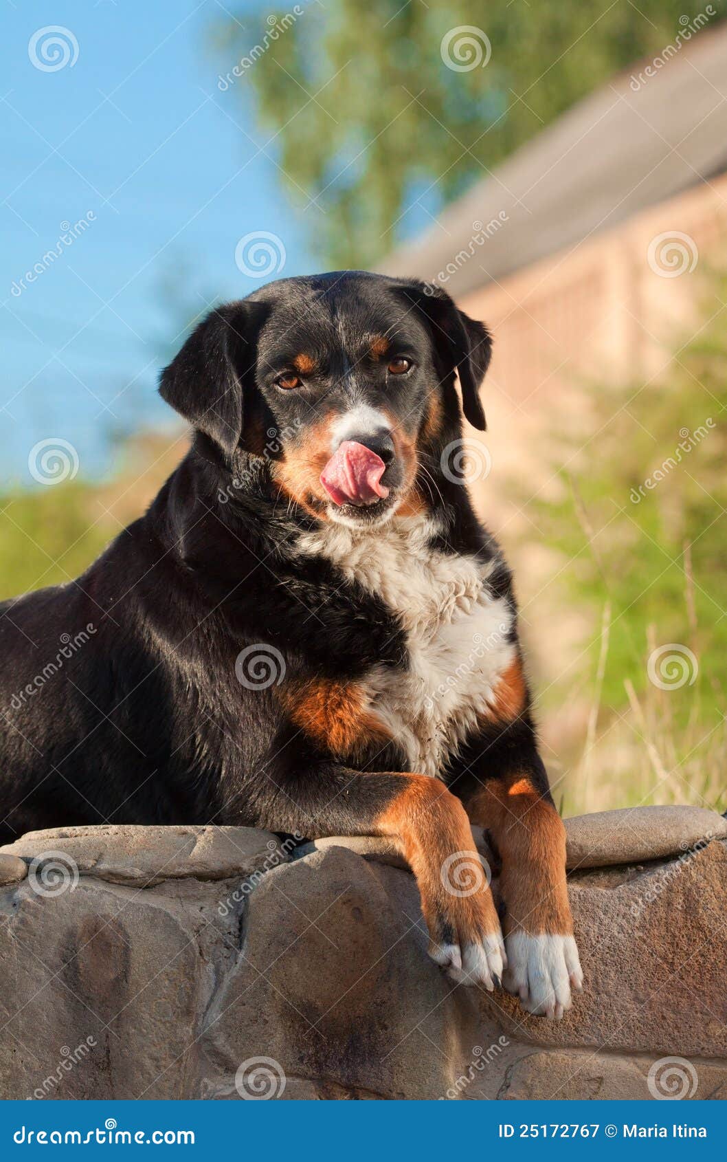Purebred dog stock image. Image of natural, hunt, servant - 25172767