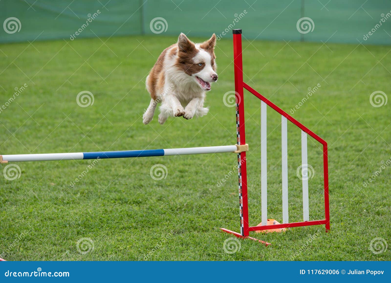 Purebred Dog Border Collie Jumping Over Obstacle on Agility Comp ...