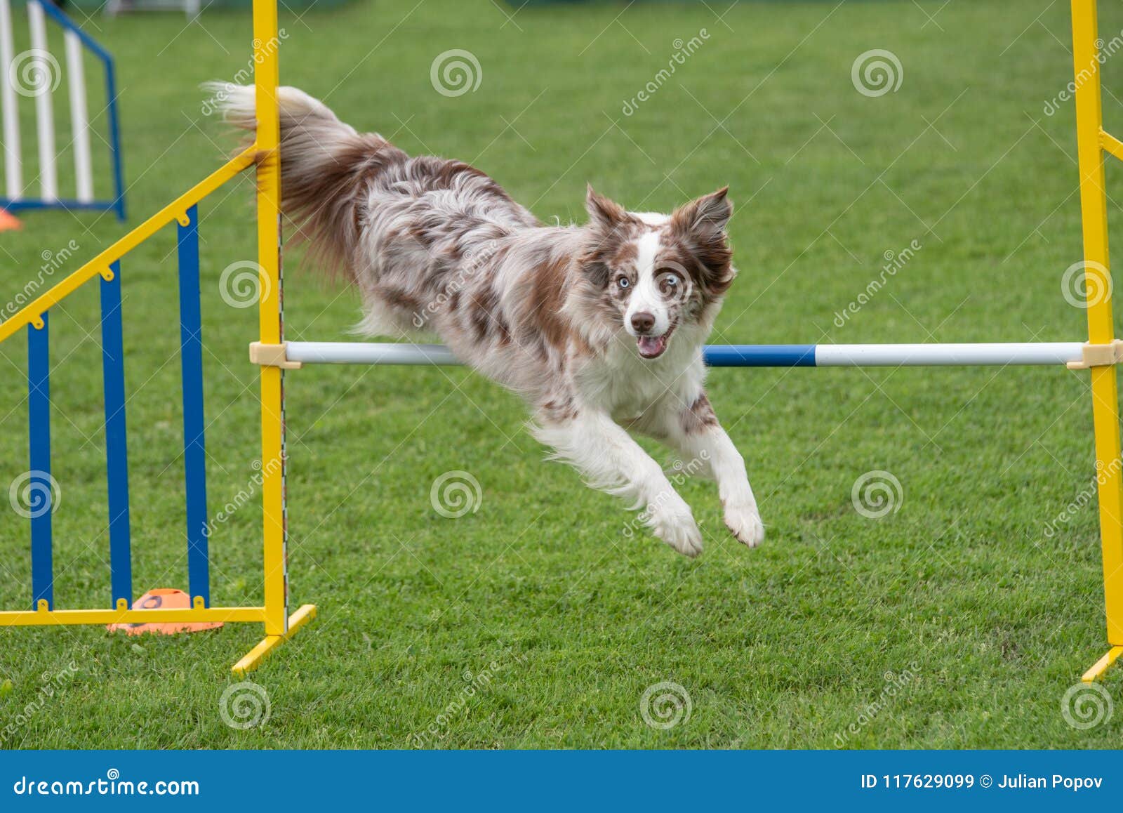 How High Can Border Collies Jump