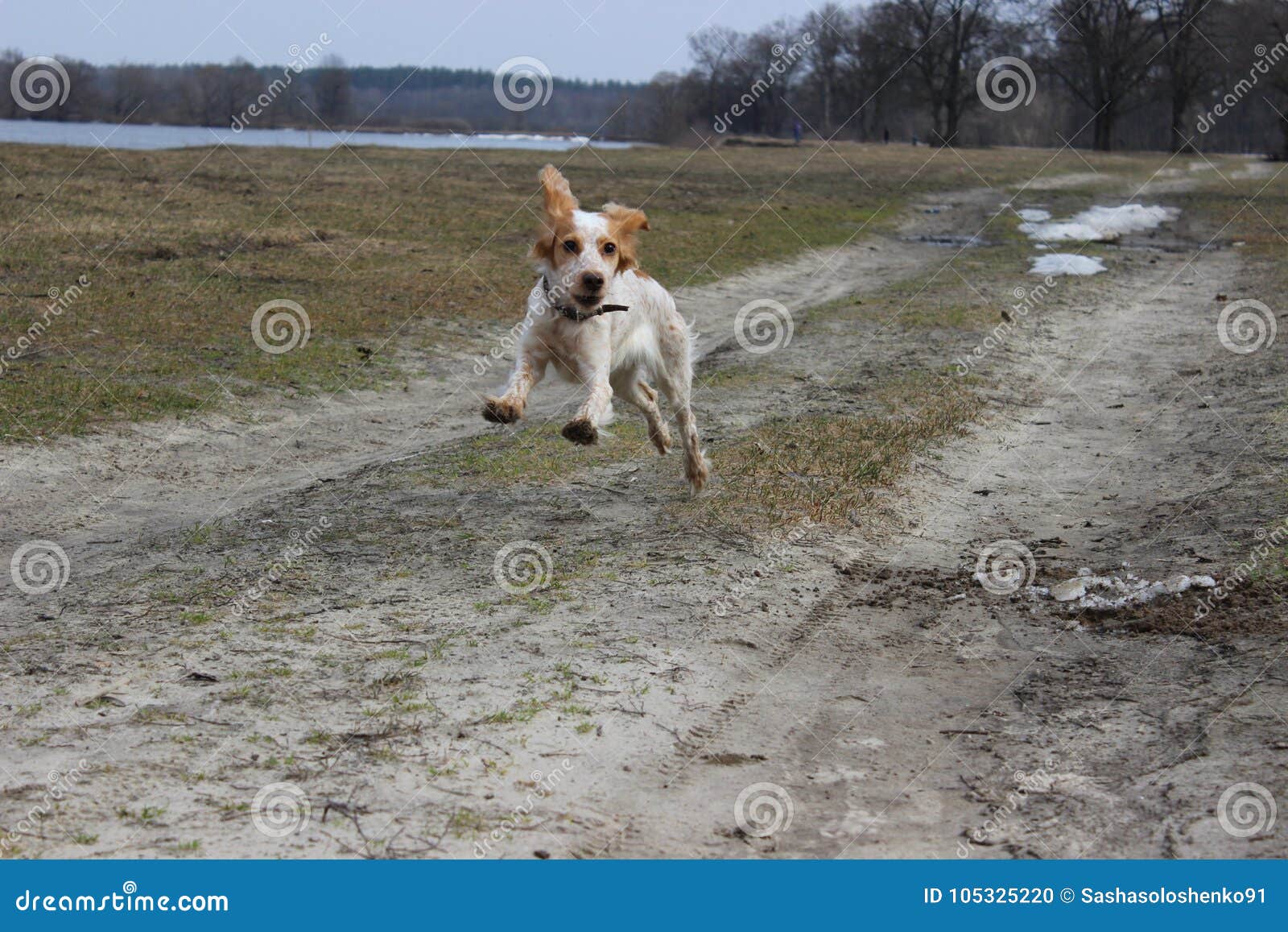 Purebred Dog Breed Cocker Spaniel Jump Stock Photo - Image of cocker ...