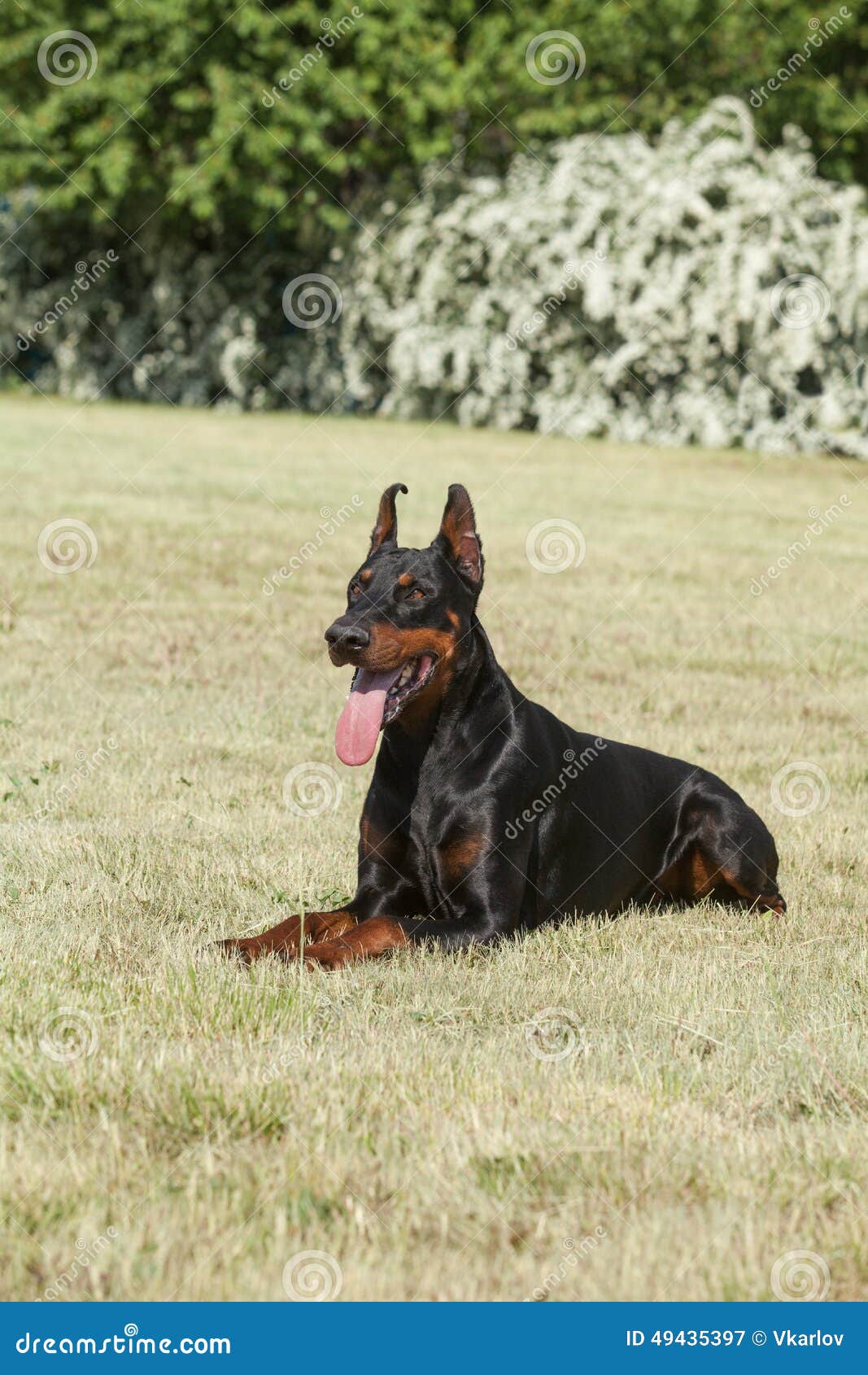 Purebred dog doberman stock image. Image of dogs, grass - 49435397