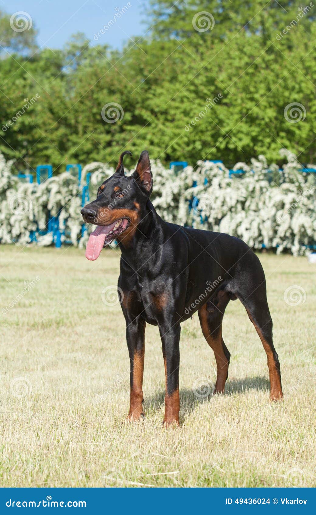 Purebred dog doberman stock photo. Image of animals, purebred - 49436024