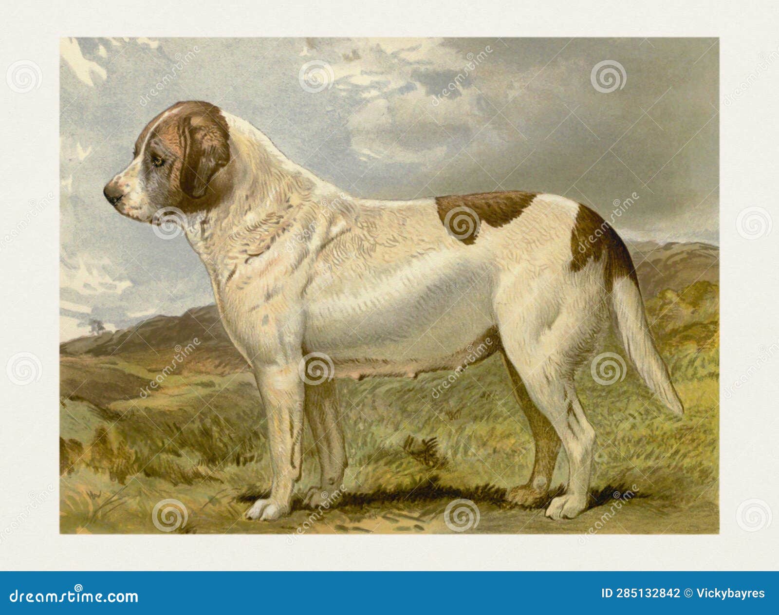 Dog Illustration. Saint Bernard Stock Illustration - Illustration of ...