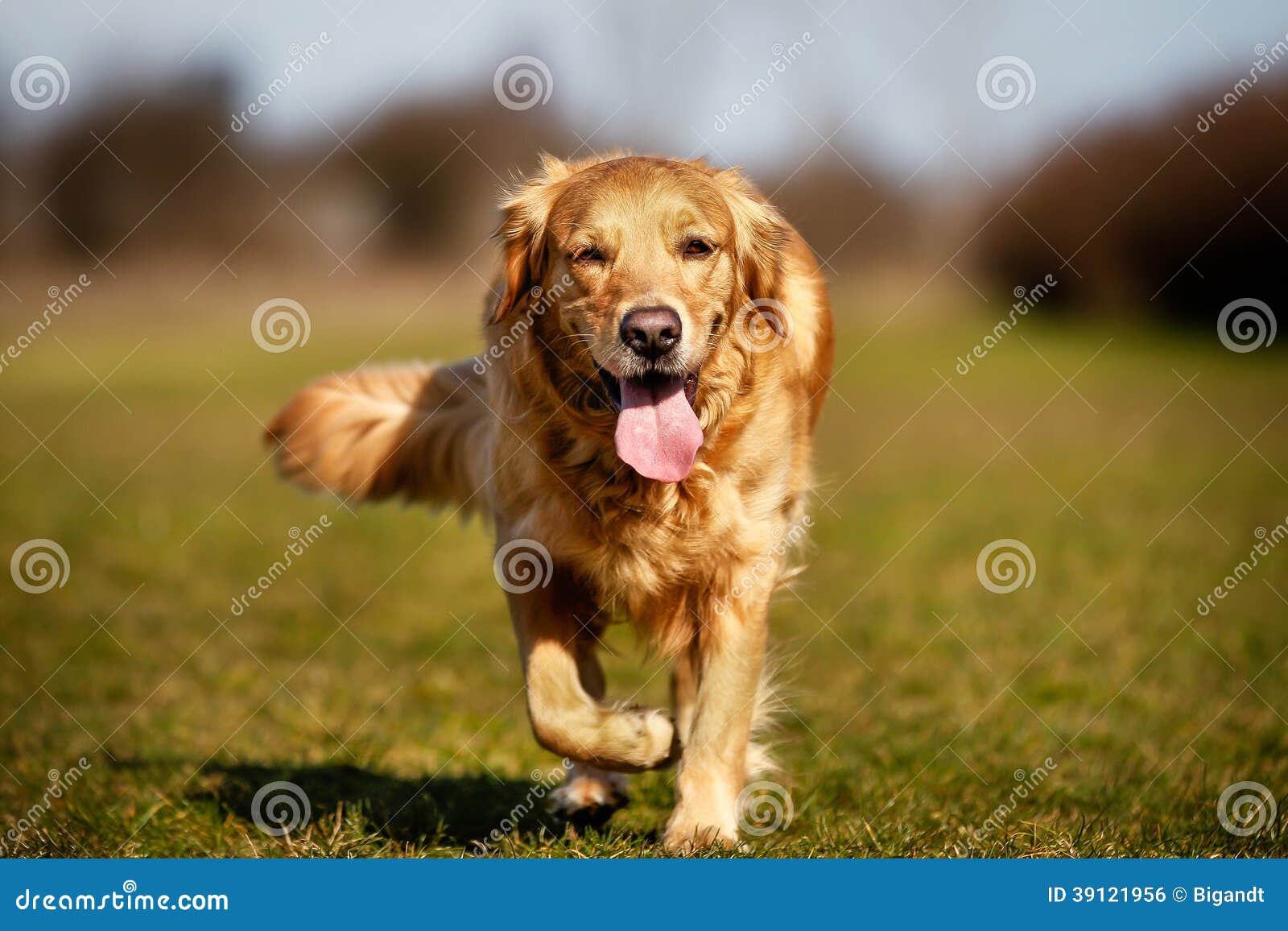 Purebred Dog Running Towards Camera Stock Photo - Image of outdoors ...