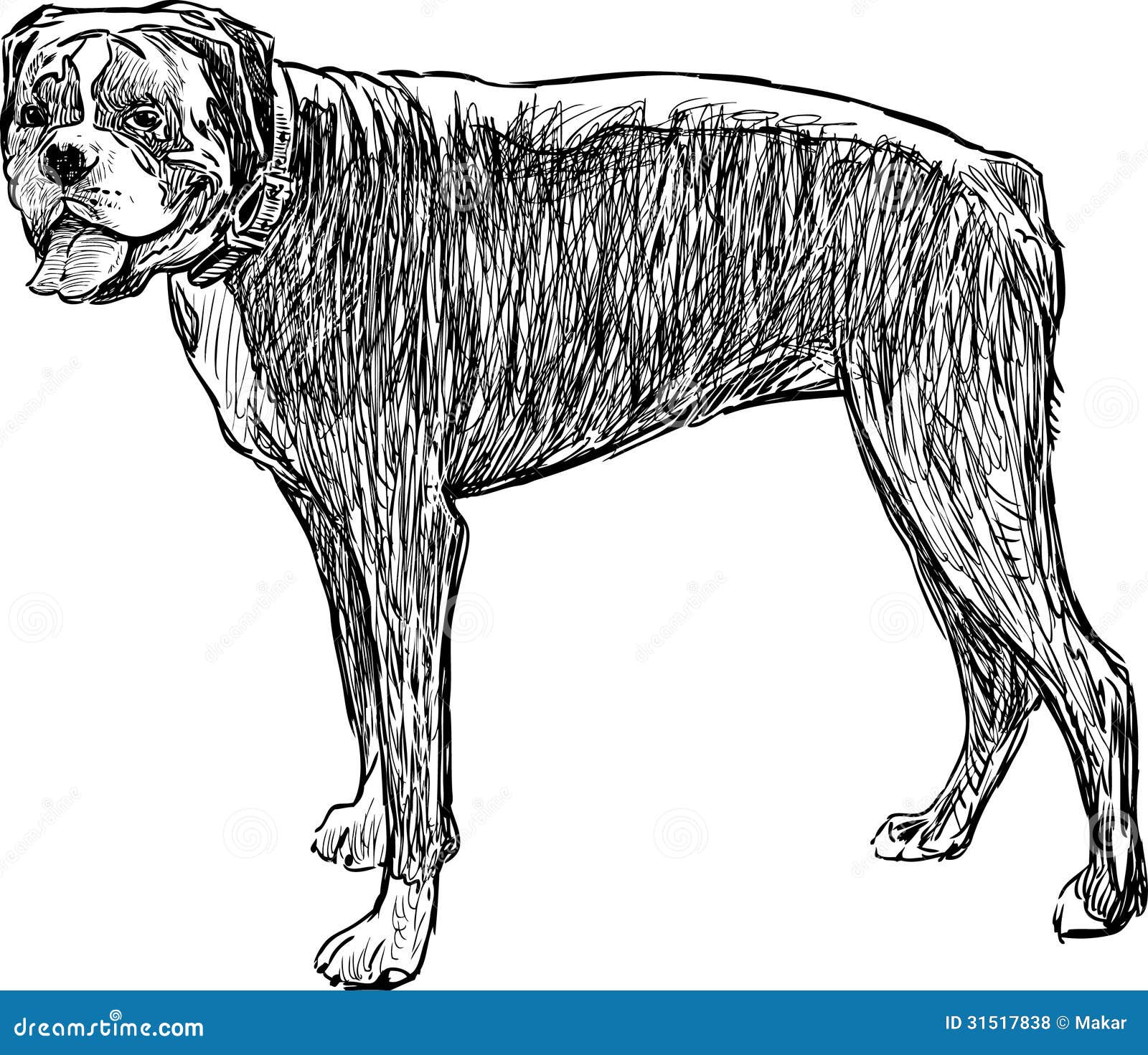 Purebred dog stock vector. Illustration of guard, hand - 31517838