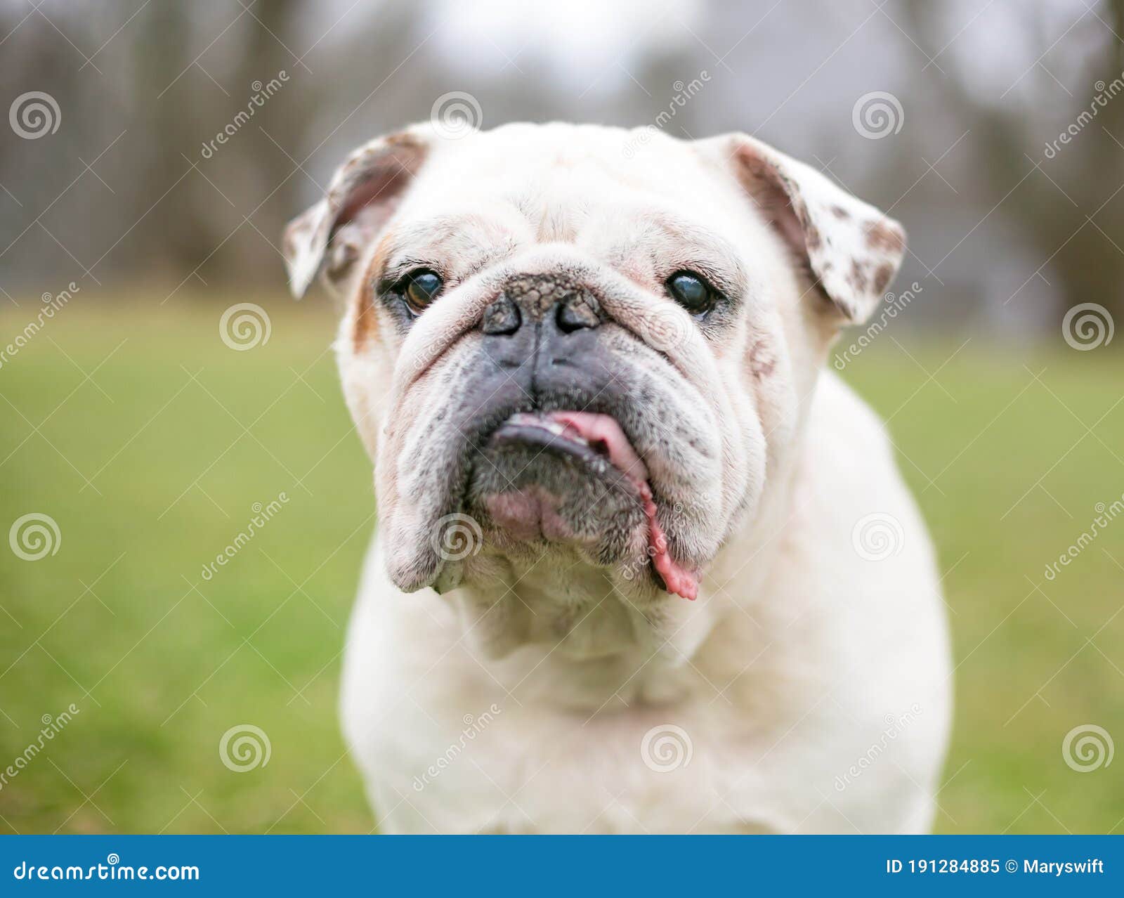 A Purebred English Bulldog with an Underbite Stock Image - Image of ...
