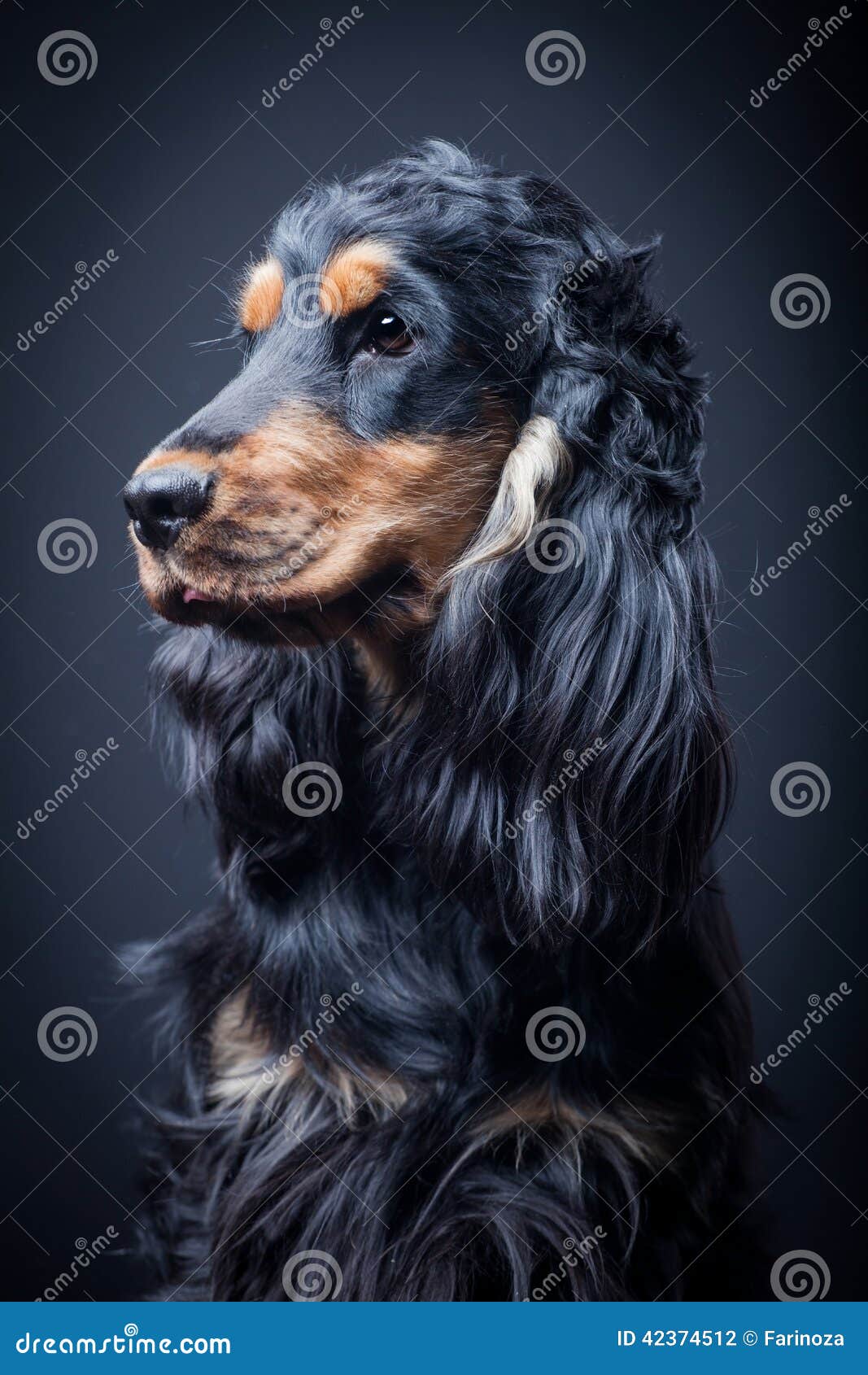 Purebred English Cocker Spaniel Stock Photo - Image of cute, looking ...