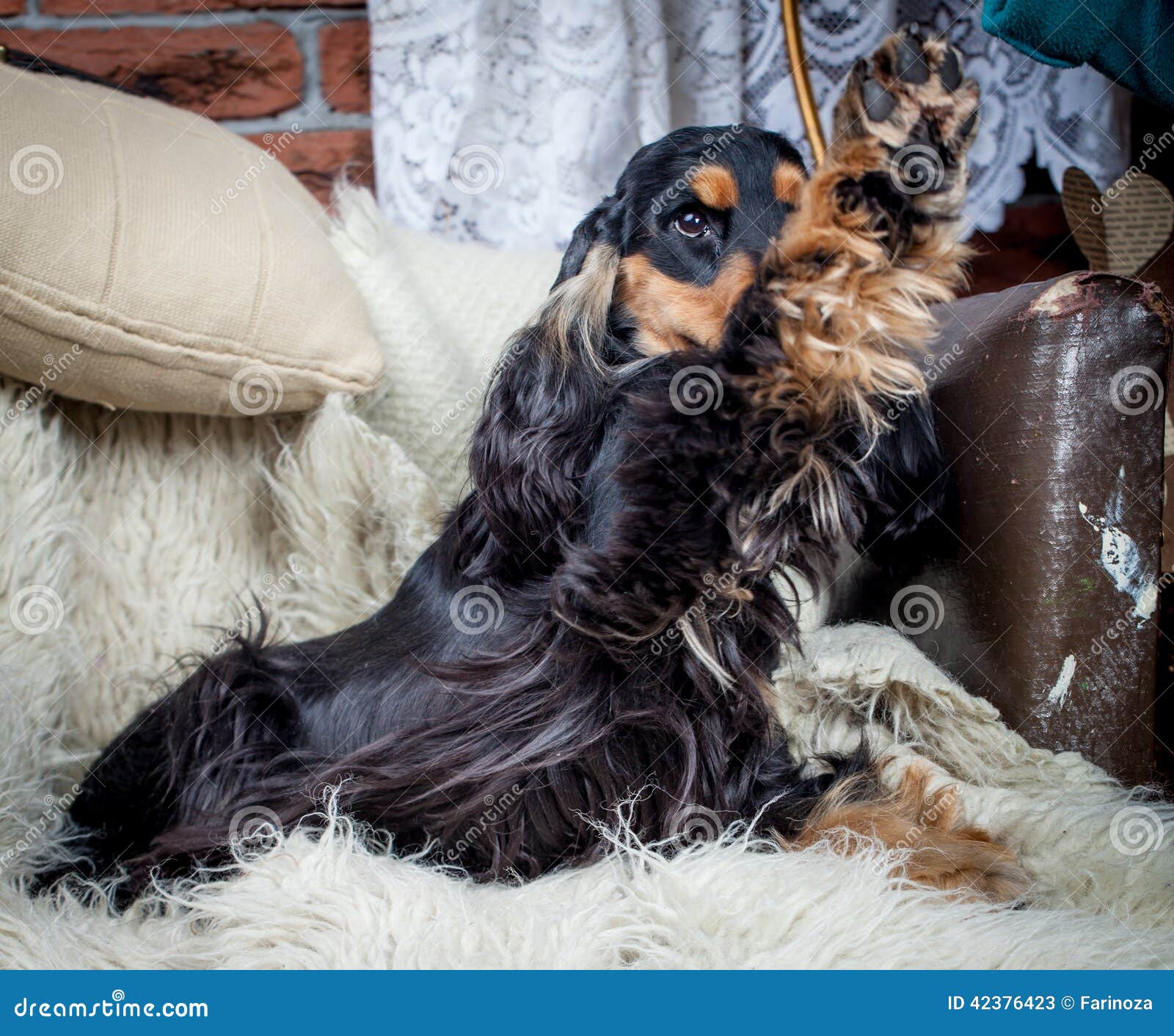Purebred English Cocker Spaniel Stock Image - Image of lamp, cabinet ...