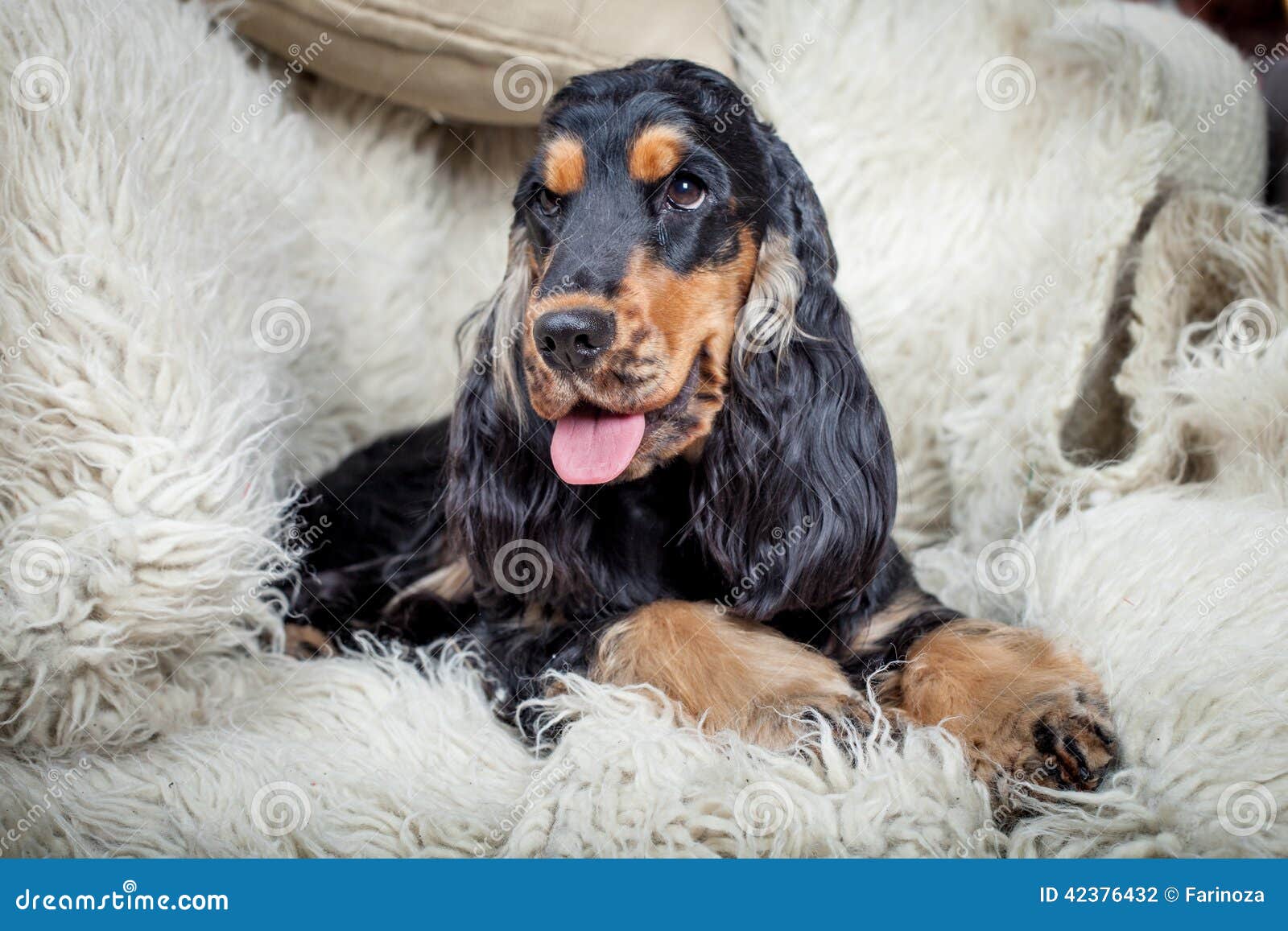 Purebred English Cocker Spaniel Stock Photo - Image of furry, breed ...